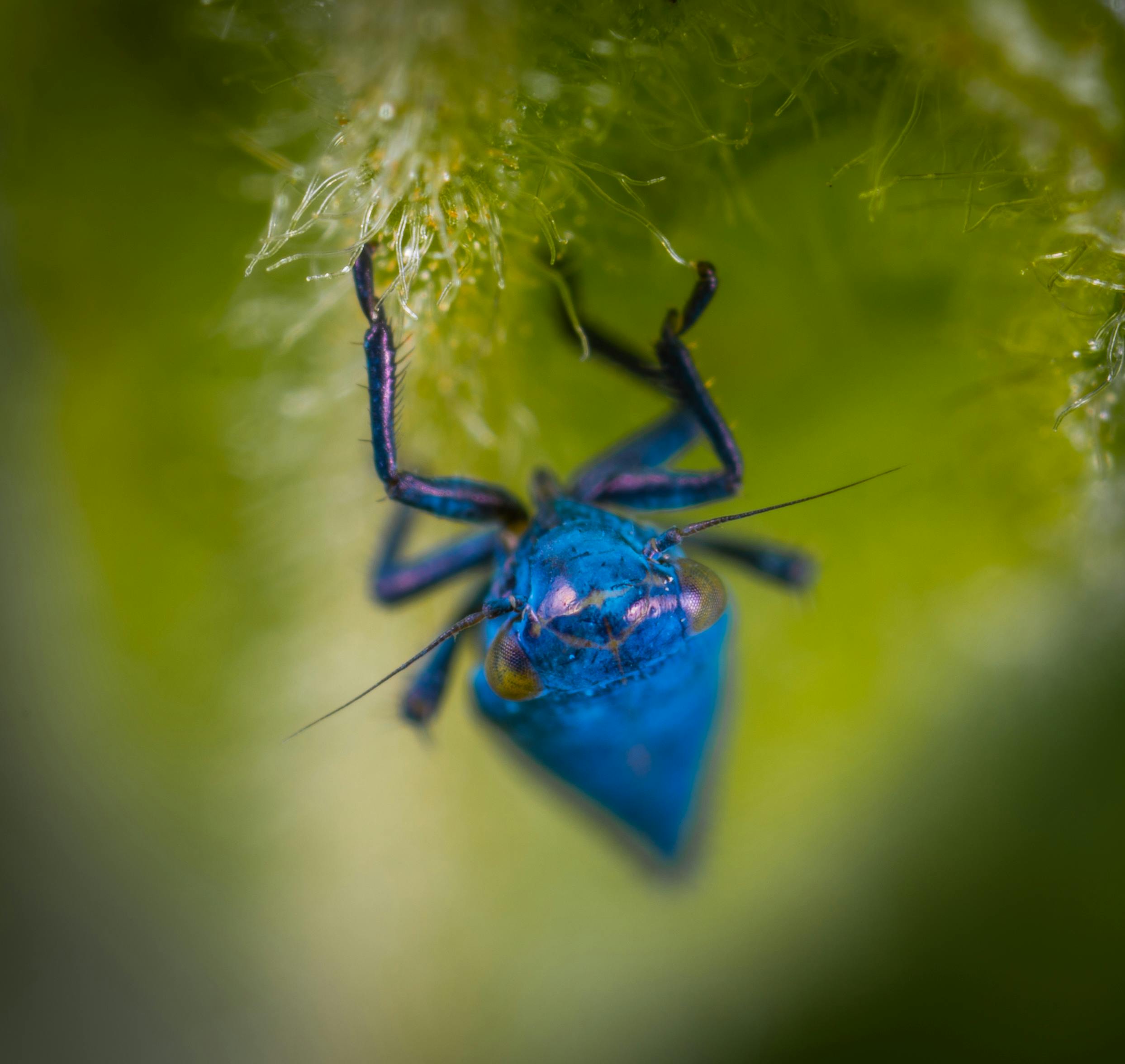 Selective Photograph of Blue Spider · Free Stock Photo