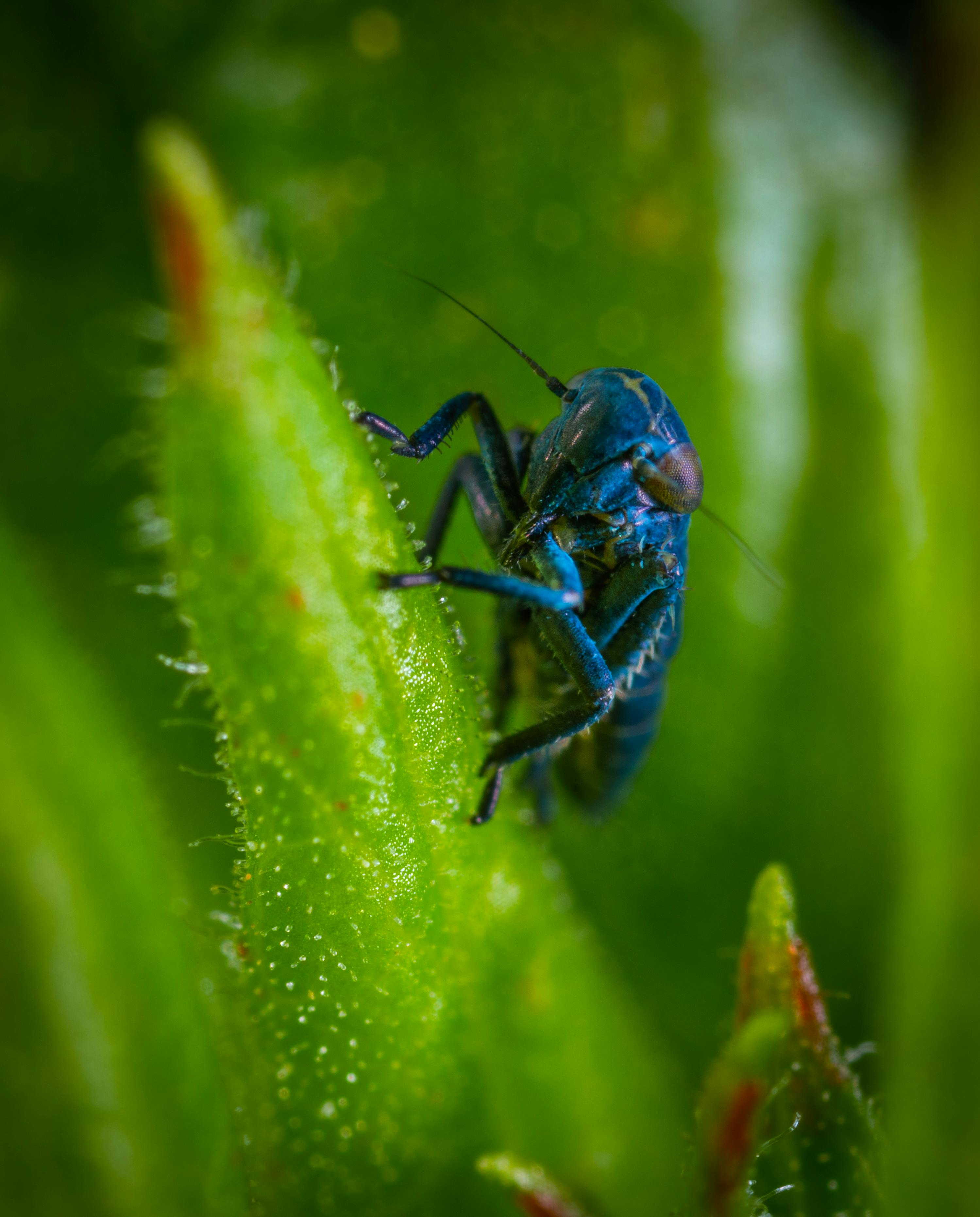 Blue Insect · Free Stock Photo