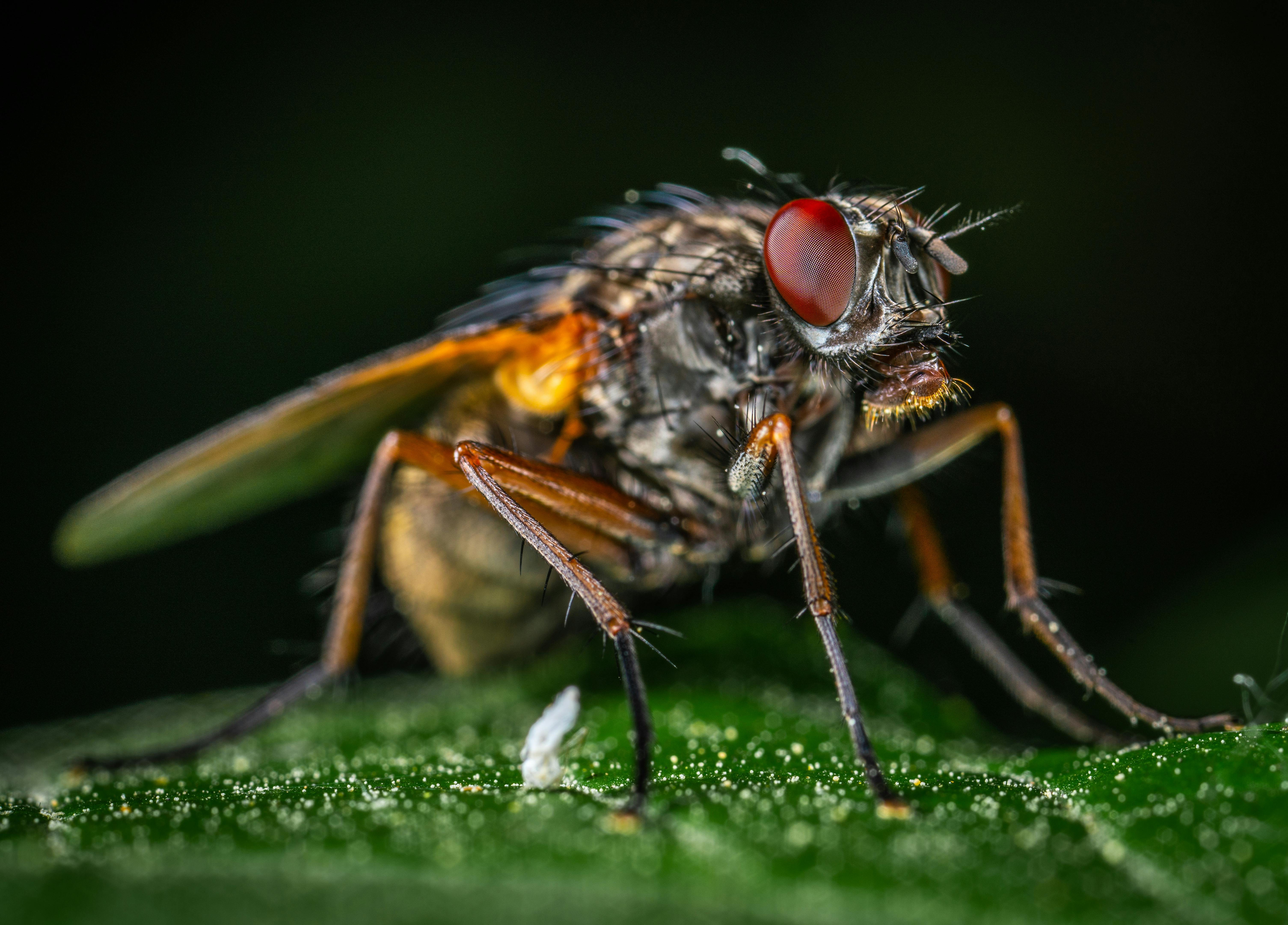 Macro Photography of Gray Fly · Free Stock Photo