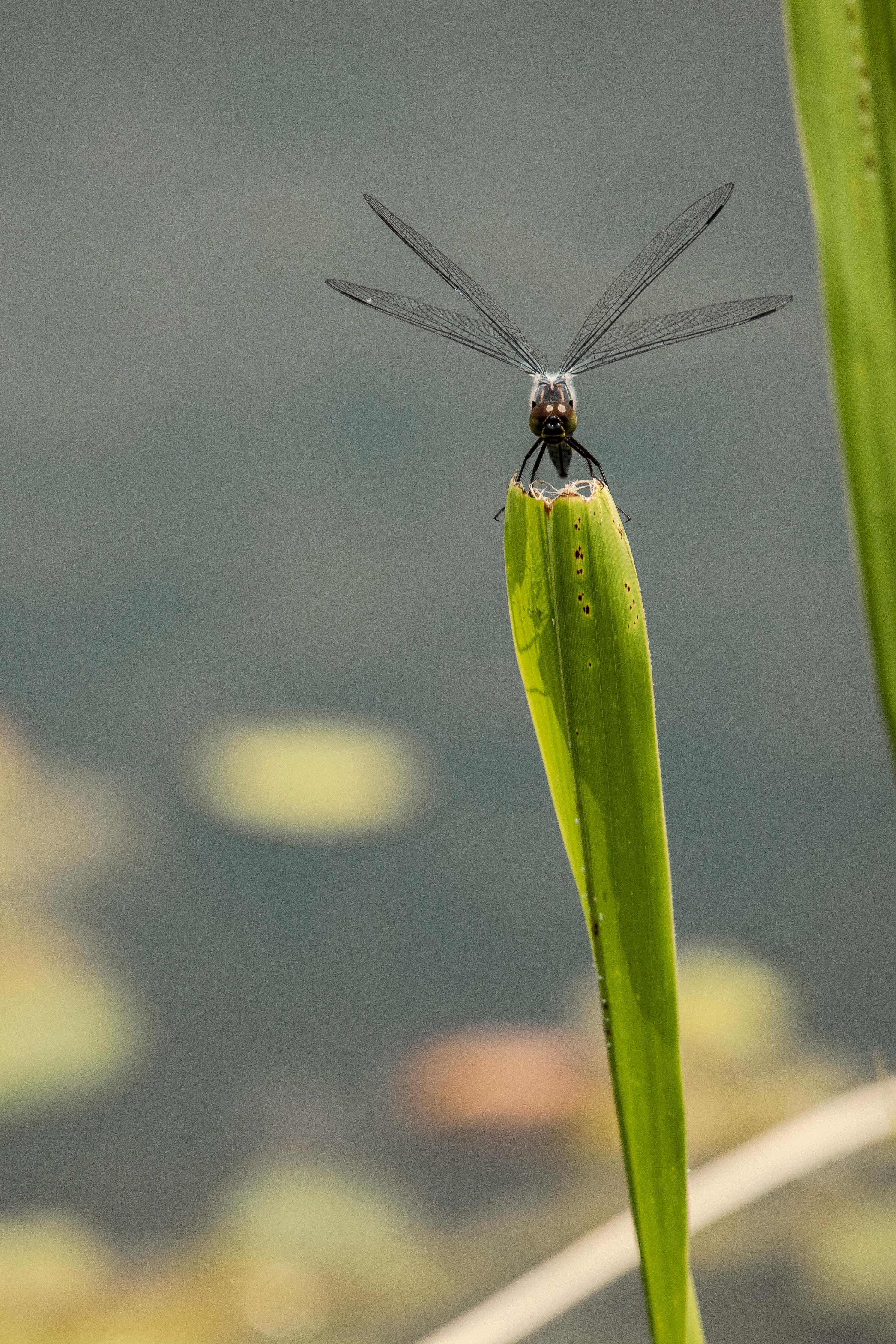 Close-up of a Green Dragonfly · Free Stock Photo