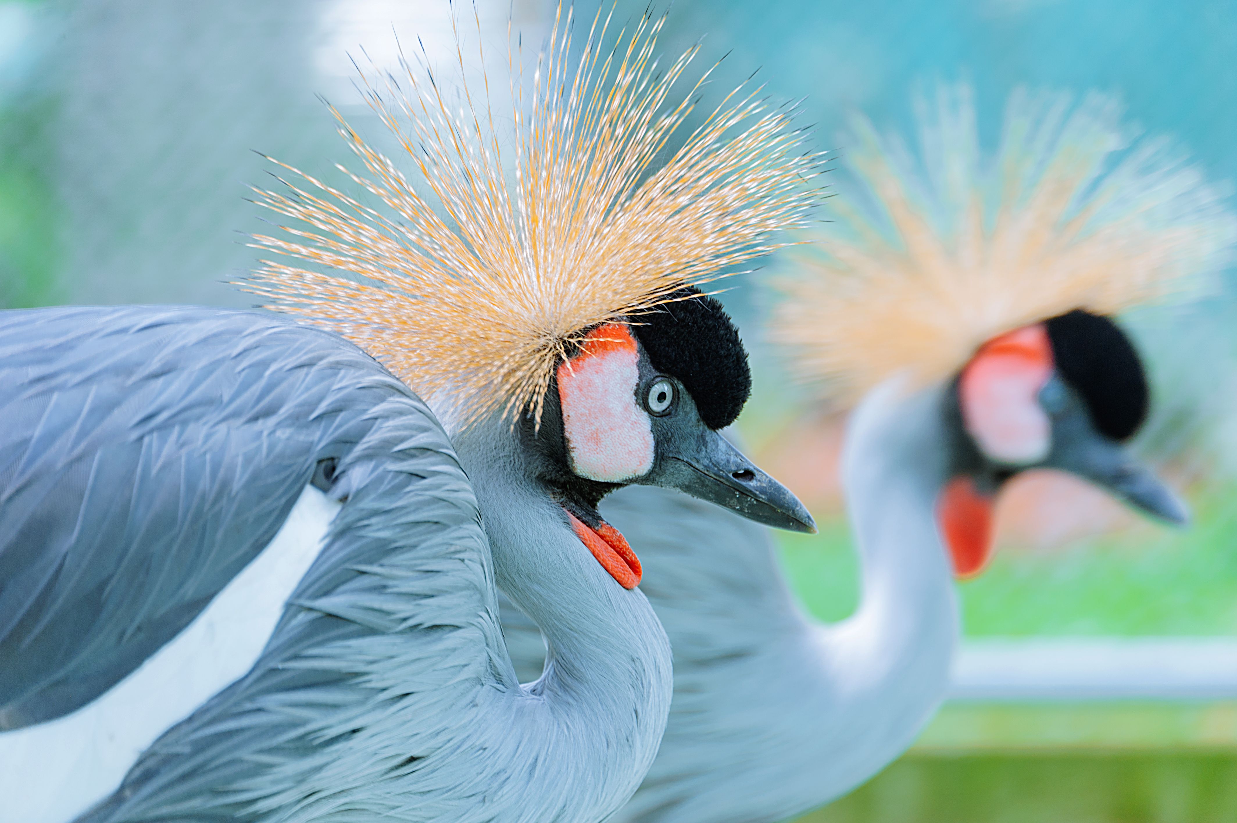 Selective Focus Photography of Pink Flamingo · Free Stock Photo