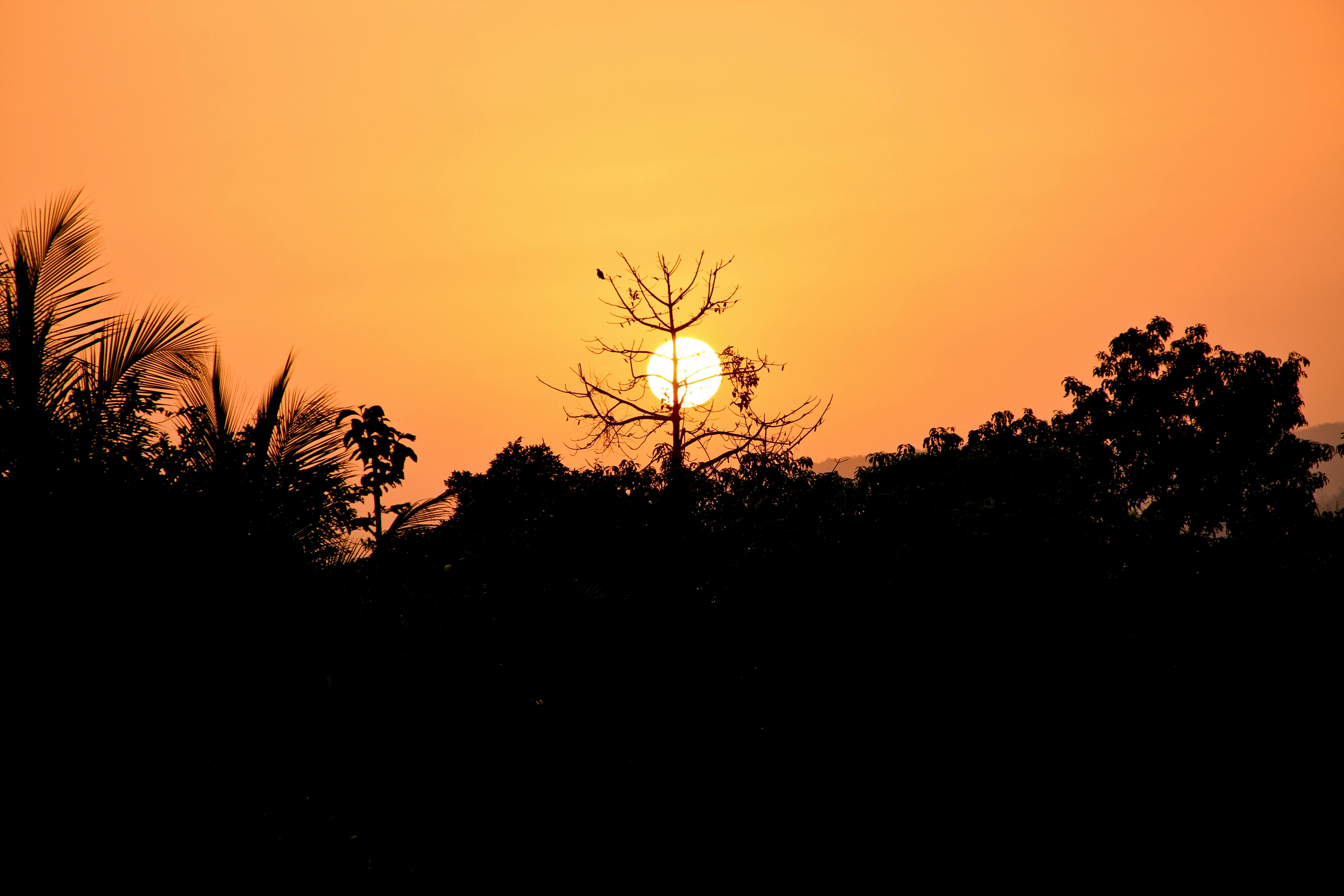 Free stock photo of nature, sunny, sunrise