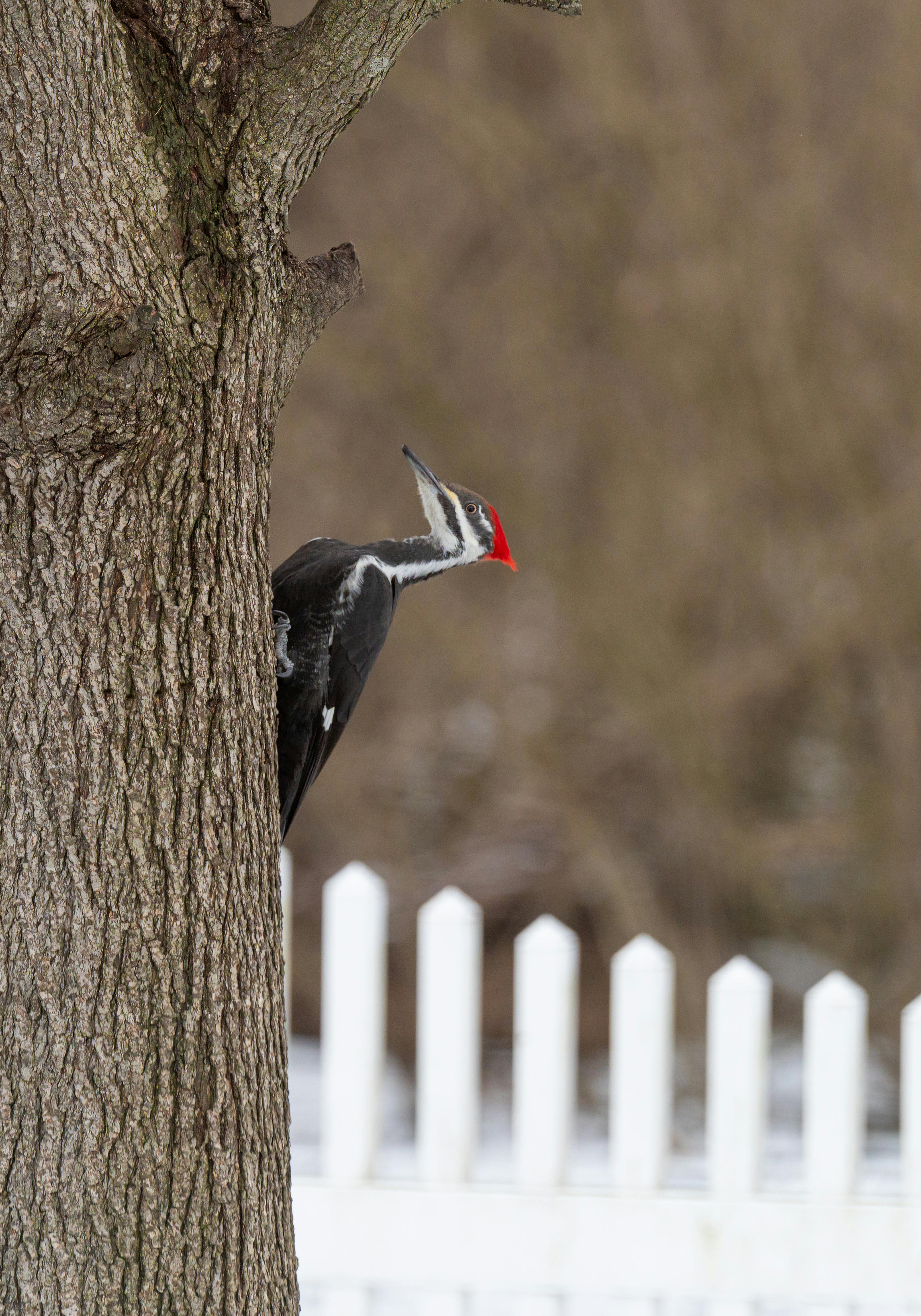 A Woodpecker Pecking a Tree · Free Stock Photo