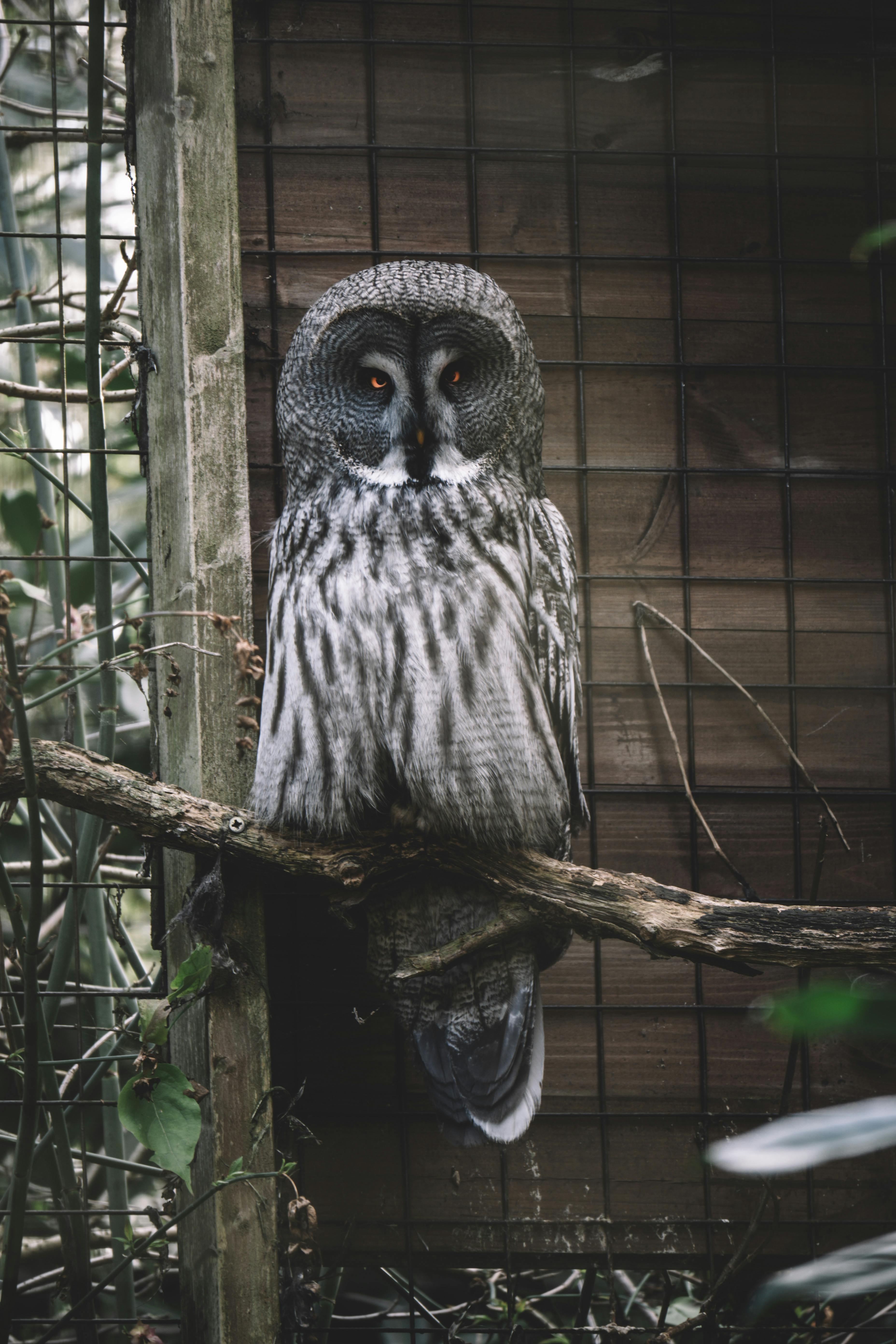Gray Owl on Brown Tree Branch · Free Stock Photo