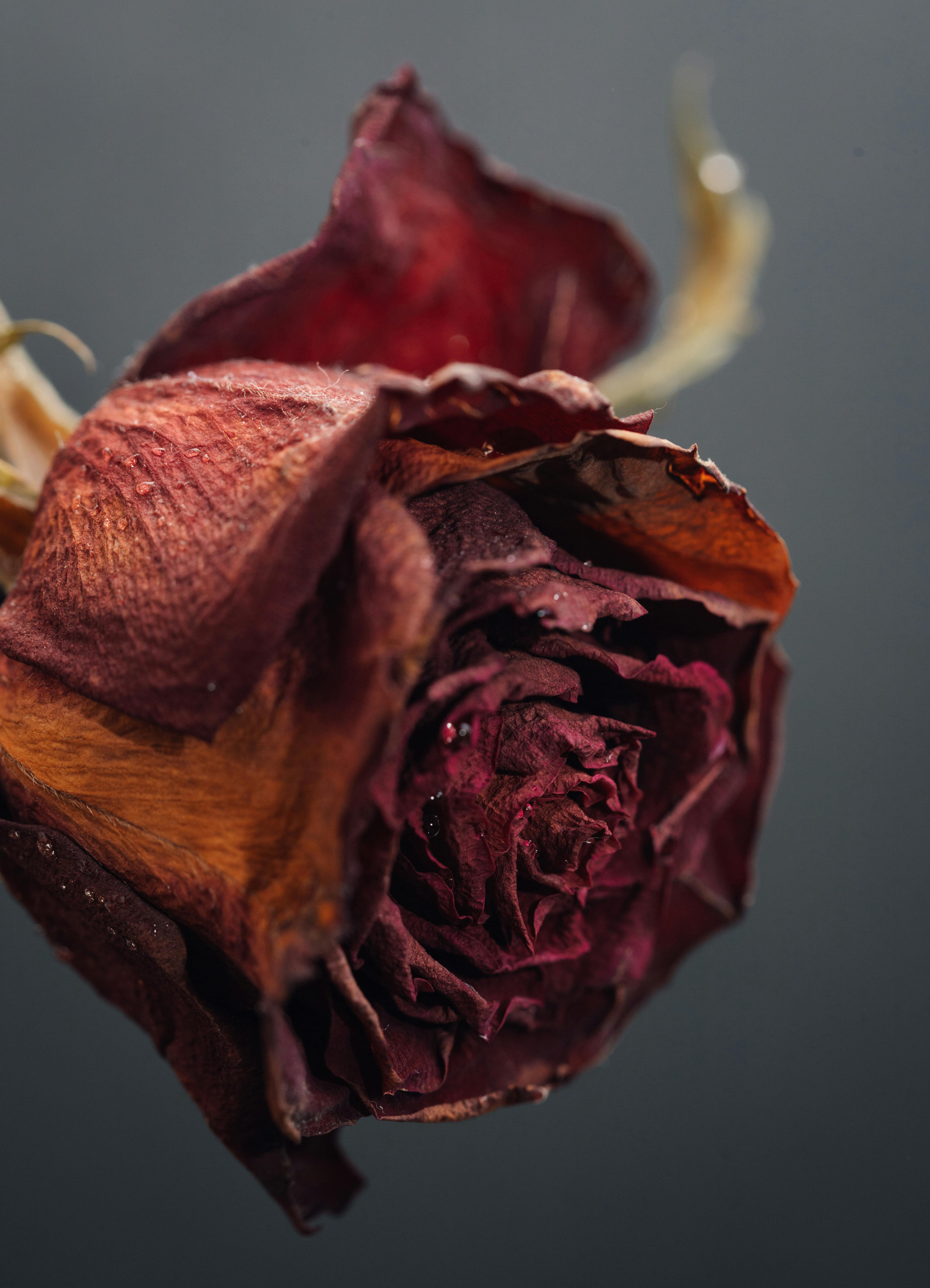 Drying Rose in Close Up · Free Stock Photo