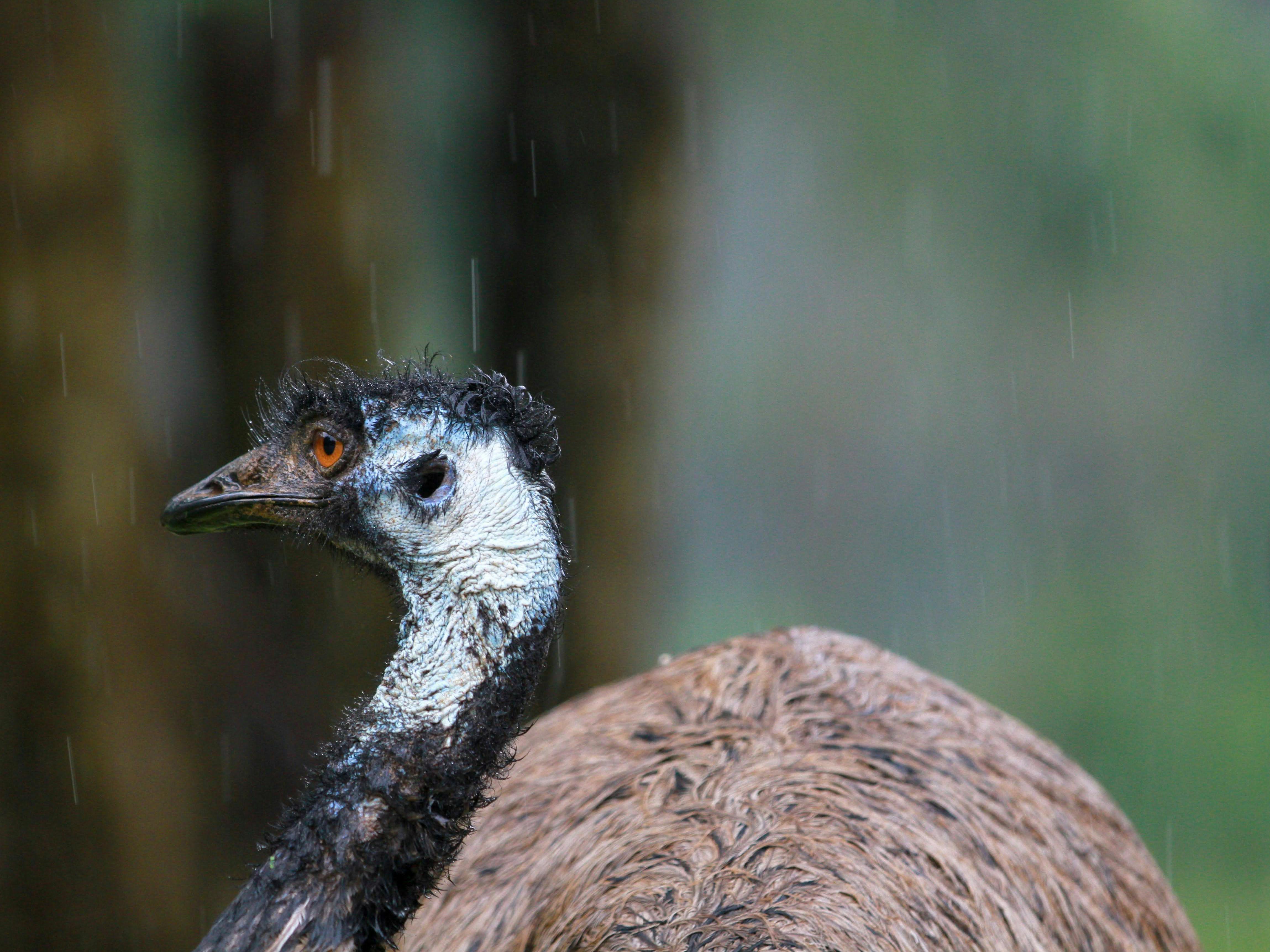 A Close-Up Shot of an Emu while Raining · Free Stock Photo