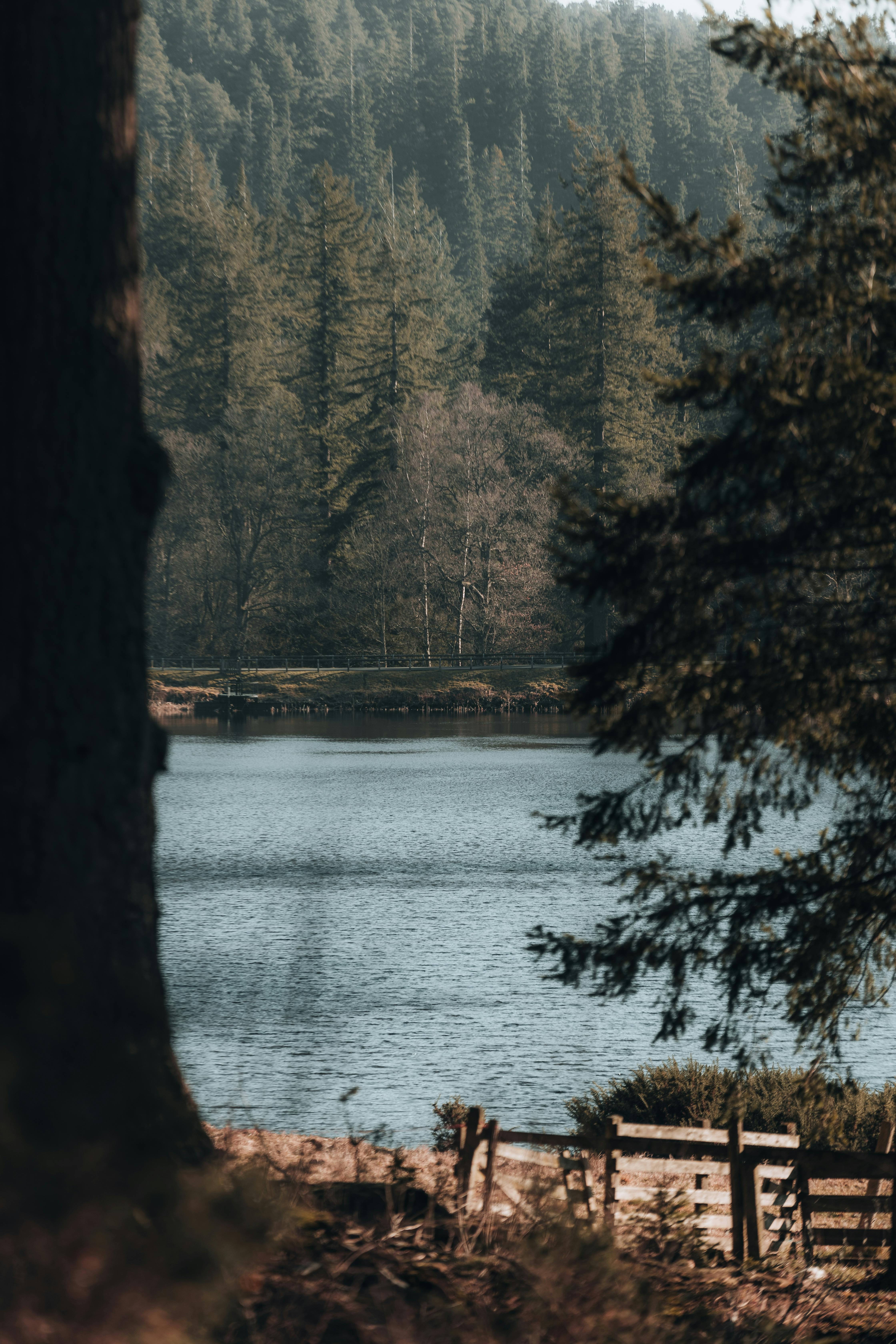 Deep Forest around Blue Lake · Free Stock Photo