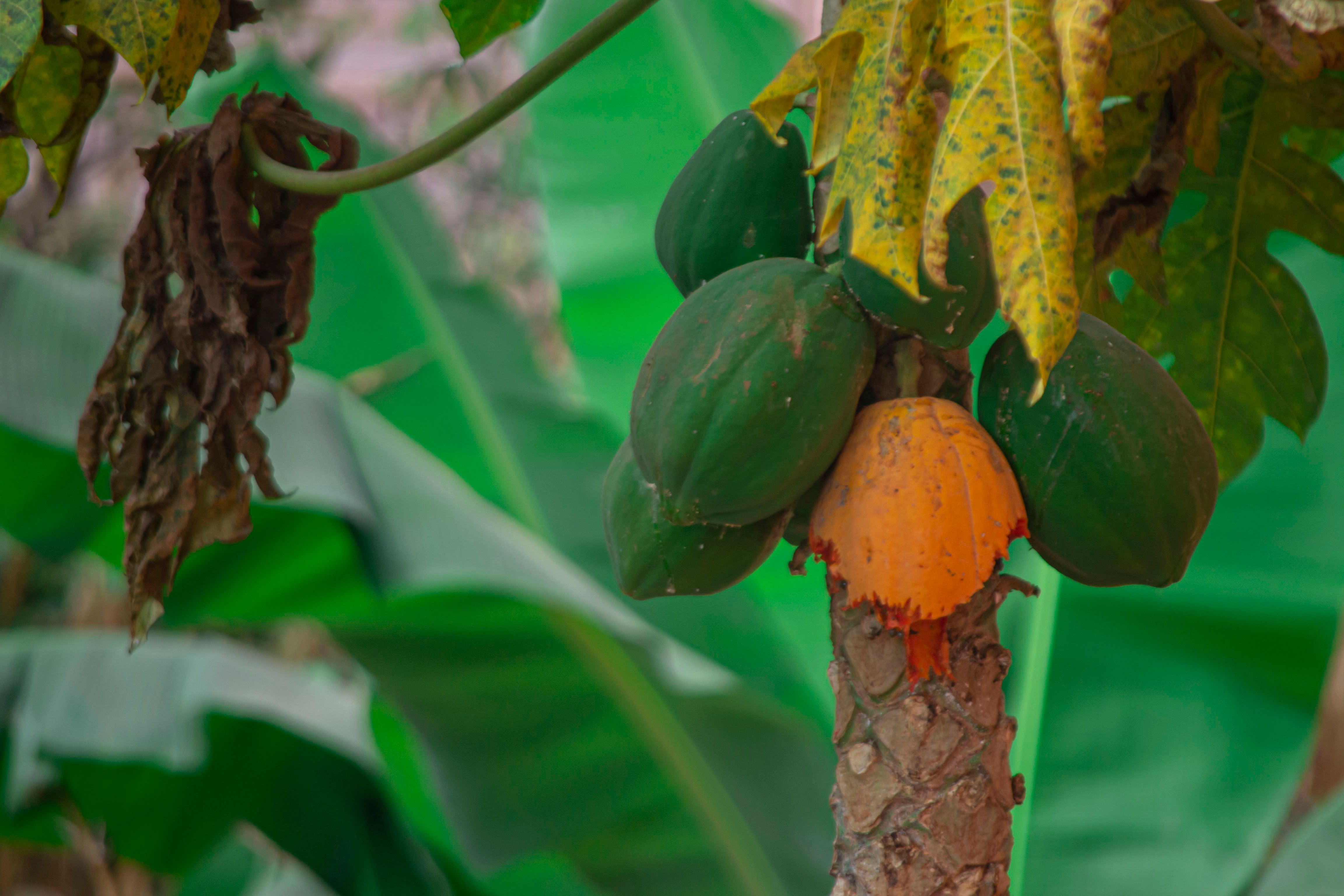 Cameroun Fruits-mboapictures 23个图片和视频，由Ada Mbita收藏