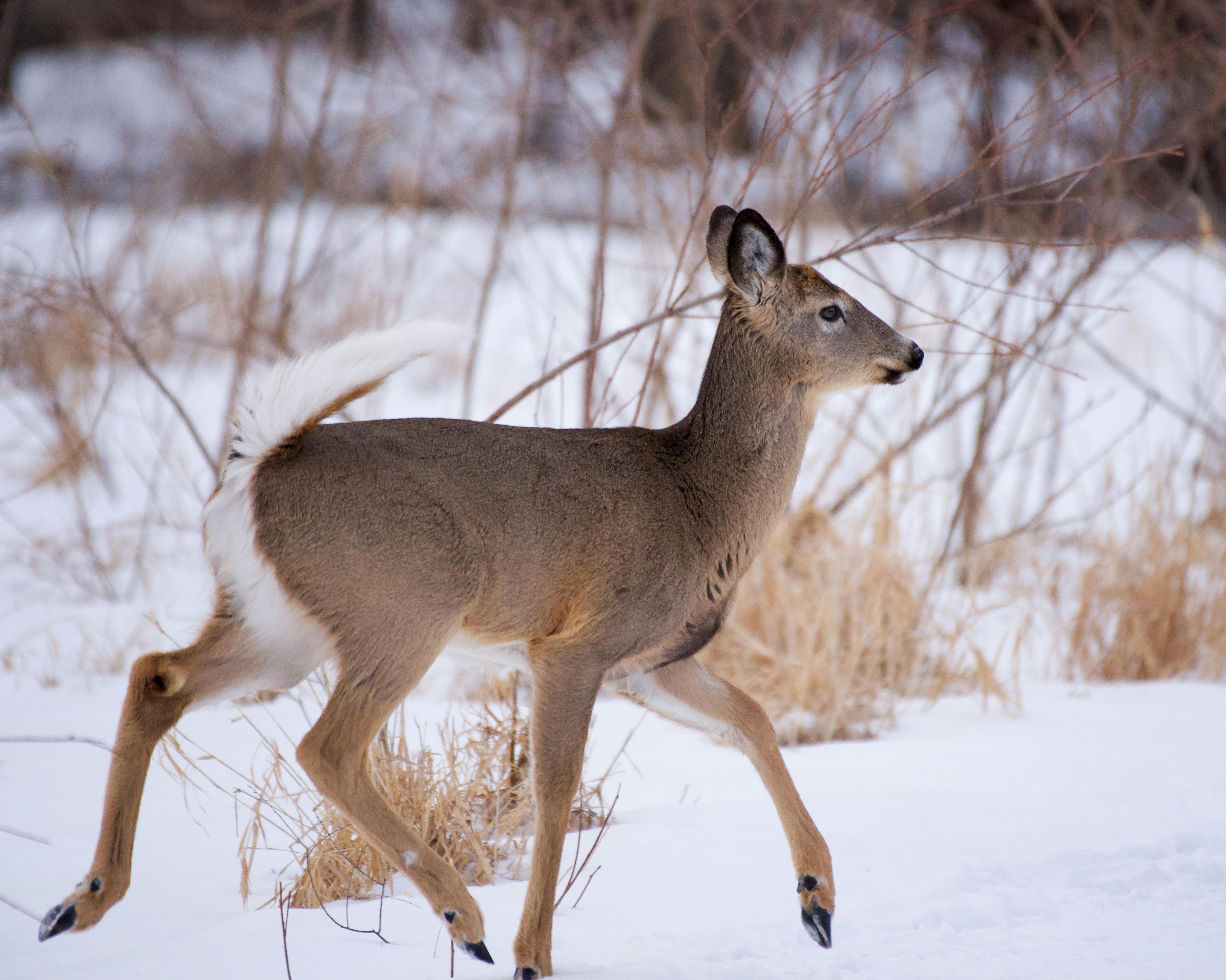 Brown Deer Beside Road · Free Stock Photo