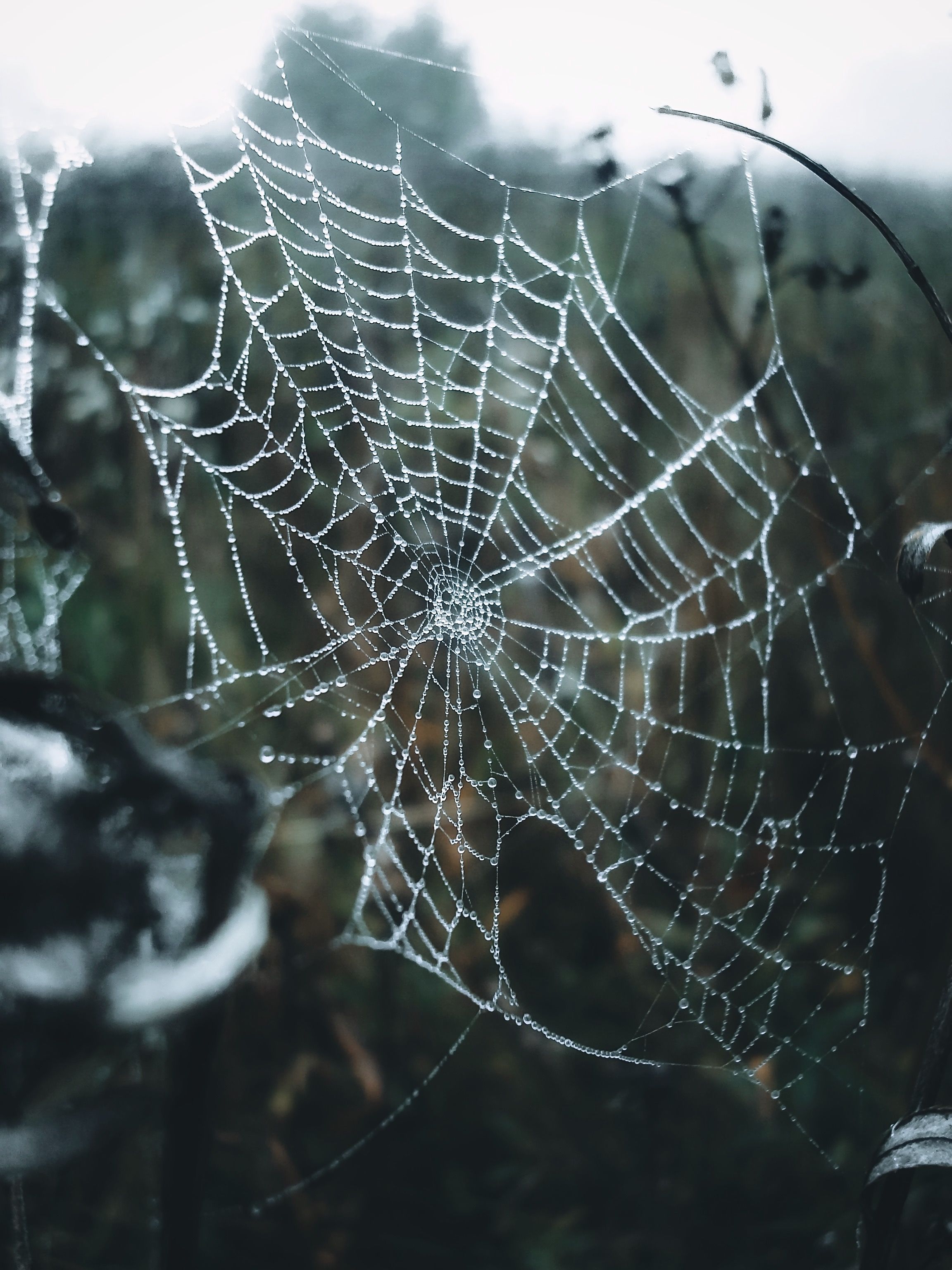Close-up Photography of a Spider Web · Free Stock Photo