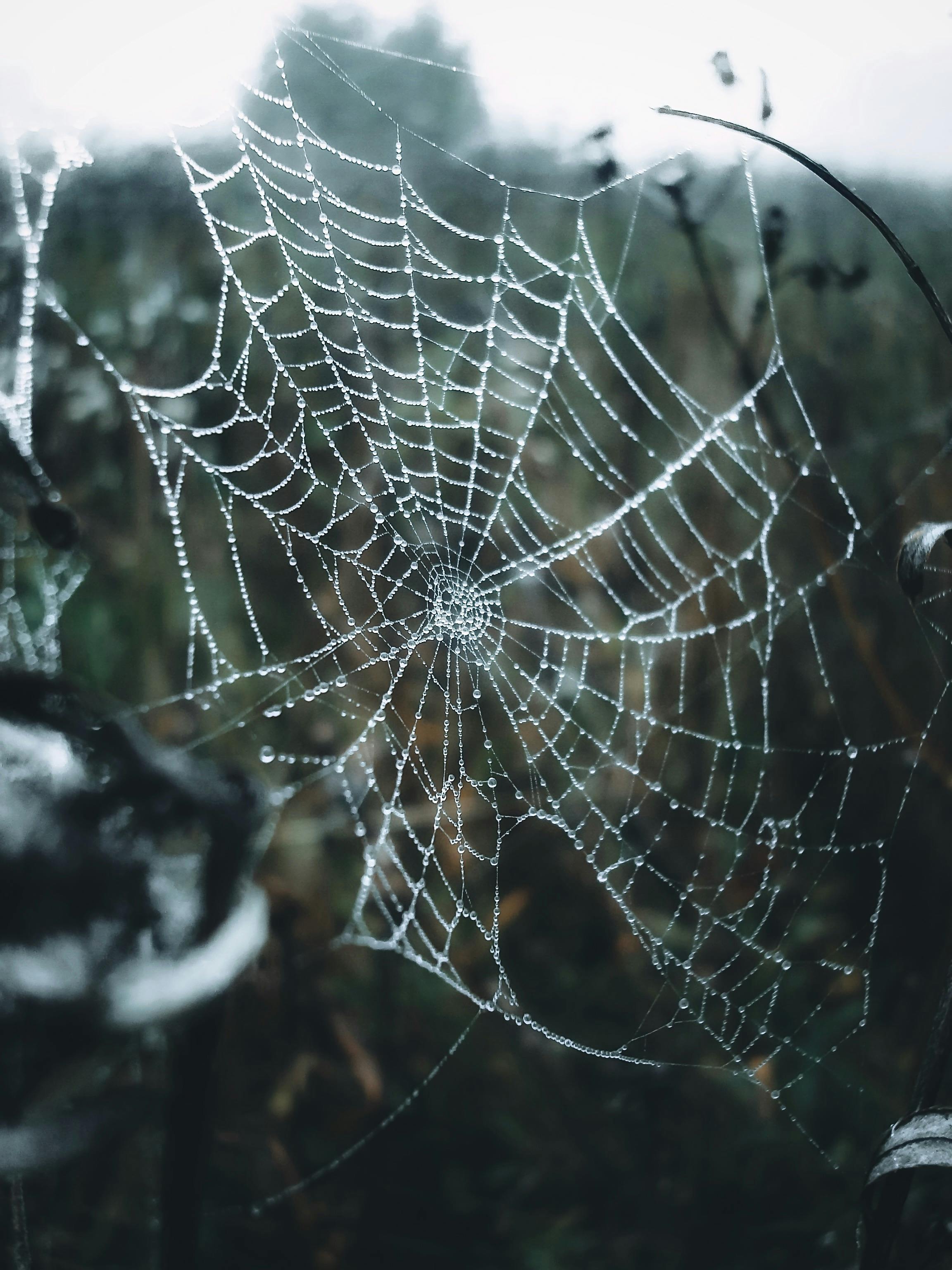 Close-up Photography of Spiderweb · Free Stock Photo
