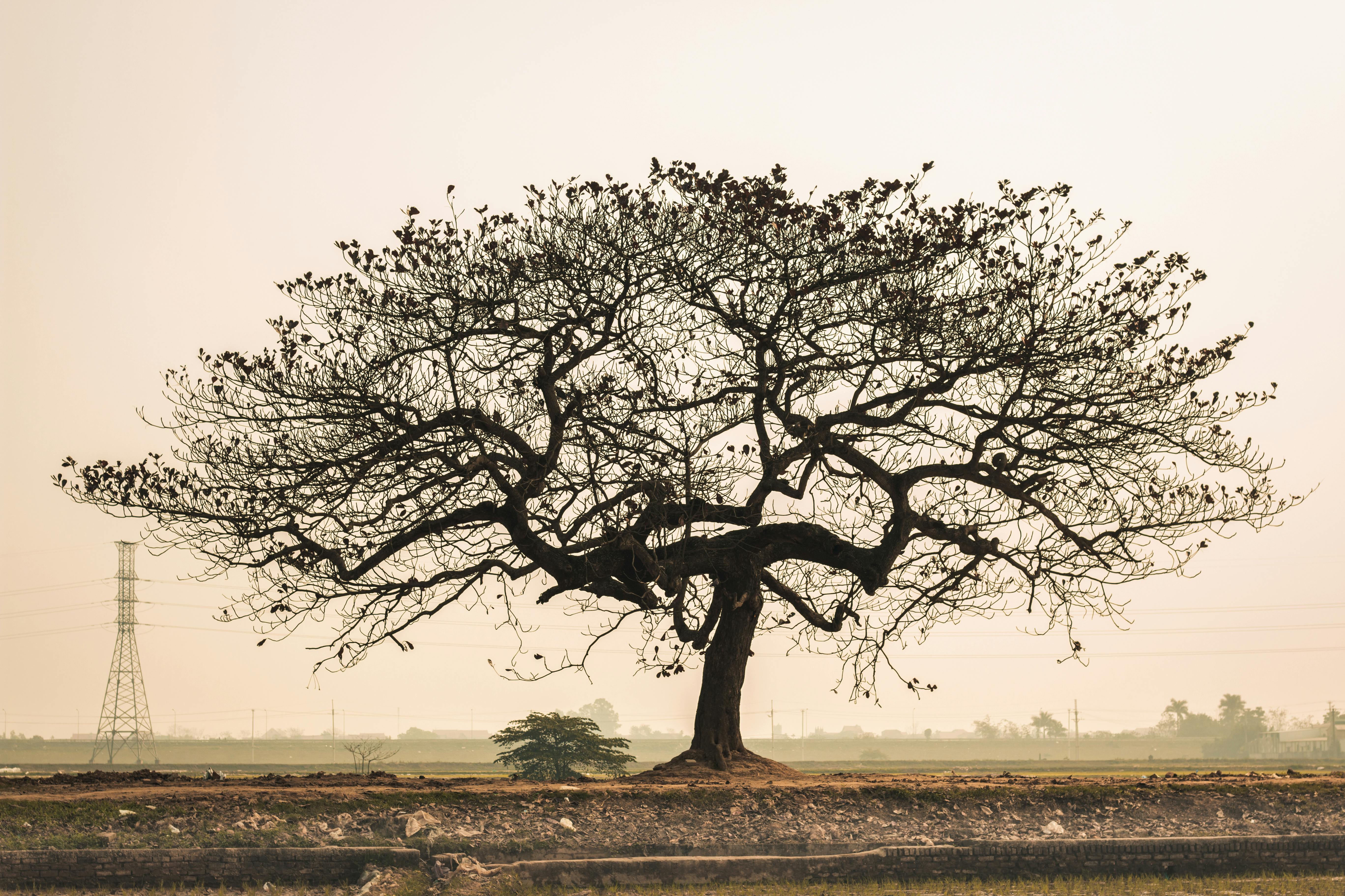 Leafless Tree on White Sky · Free Stock Photo