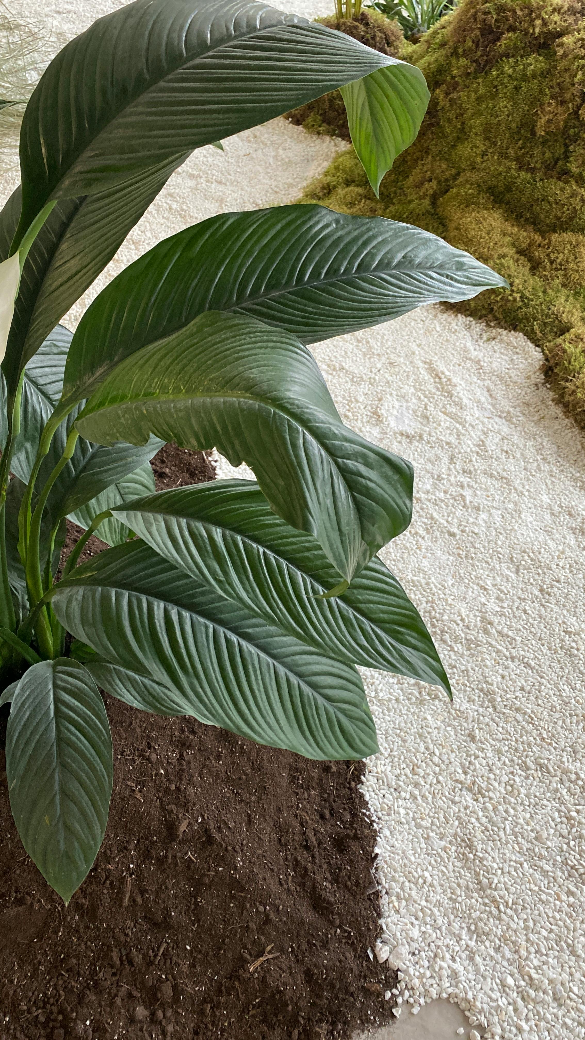 Peace Lily Photos, Download The BEST Free Peace Lily Stock Photos & HD ...