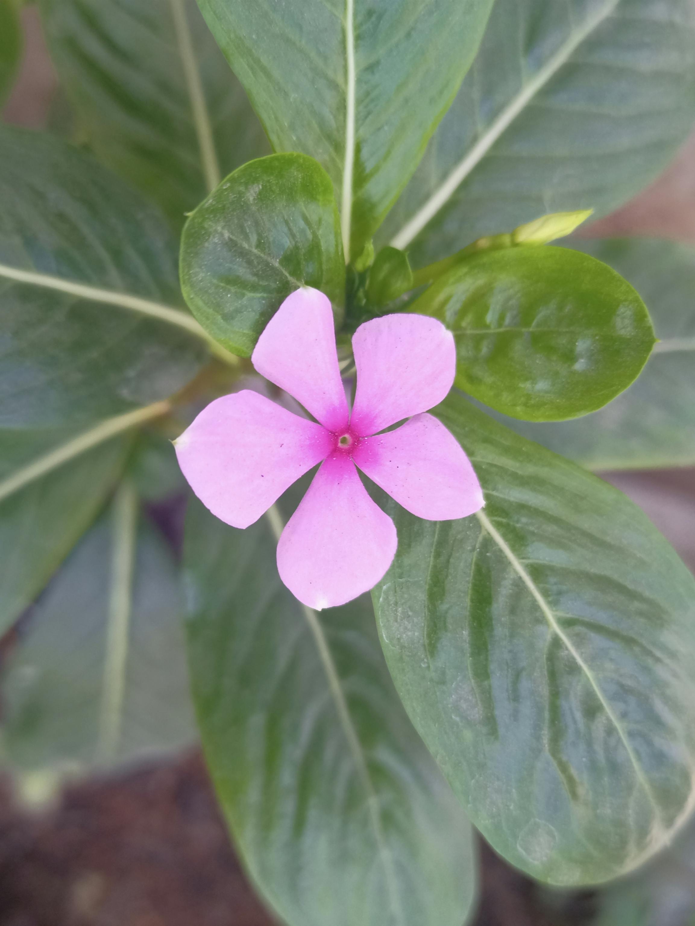 Flowers gallery 4 Photos & Videos Collected by Dilip Paliwal