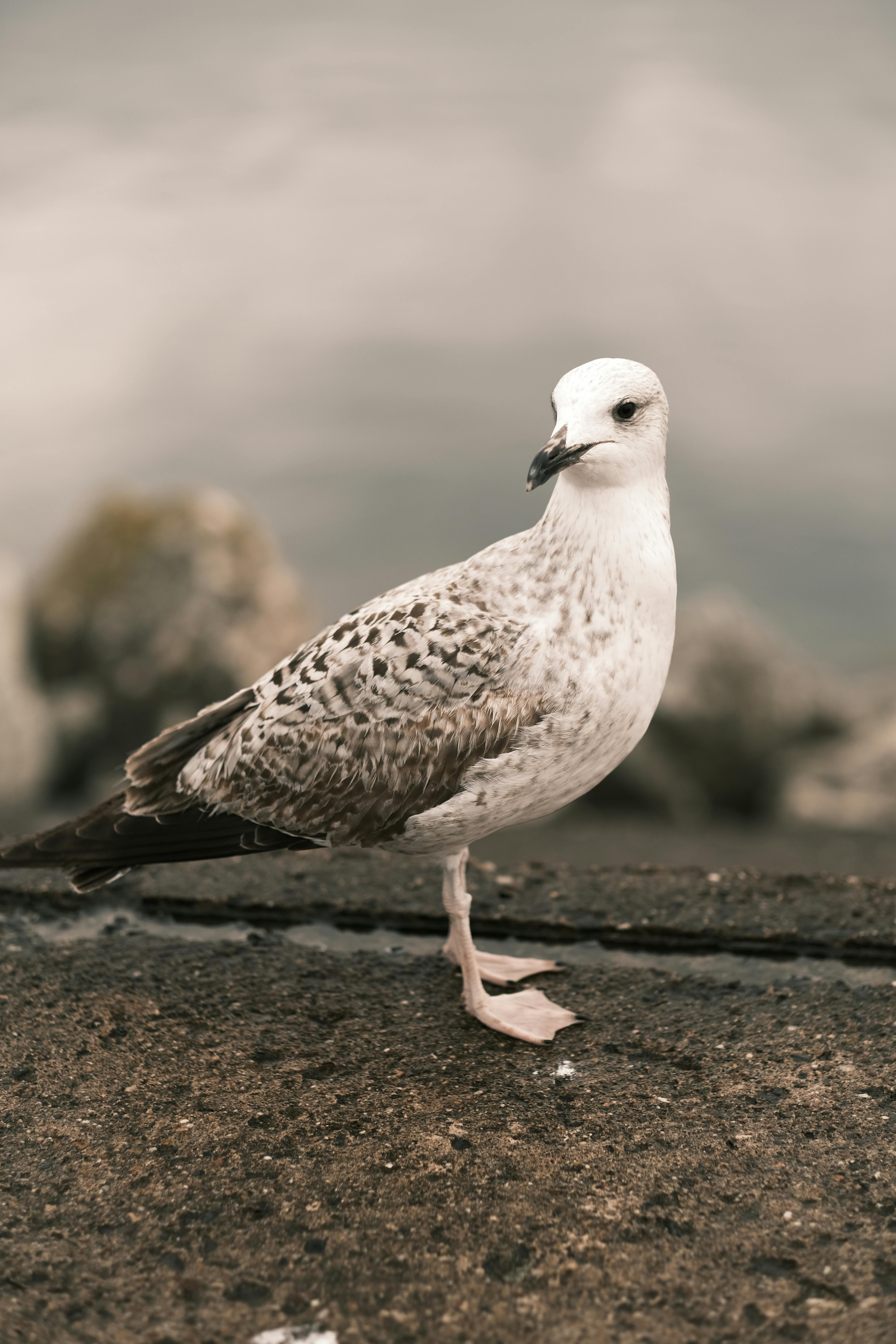 Close Up Shot of a Heuglin's gull · Free Stock Photo