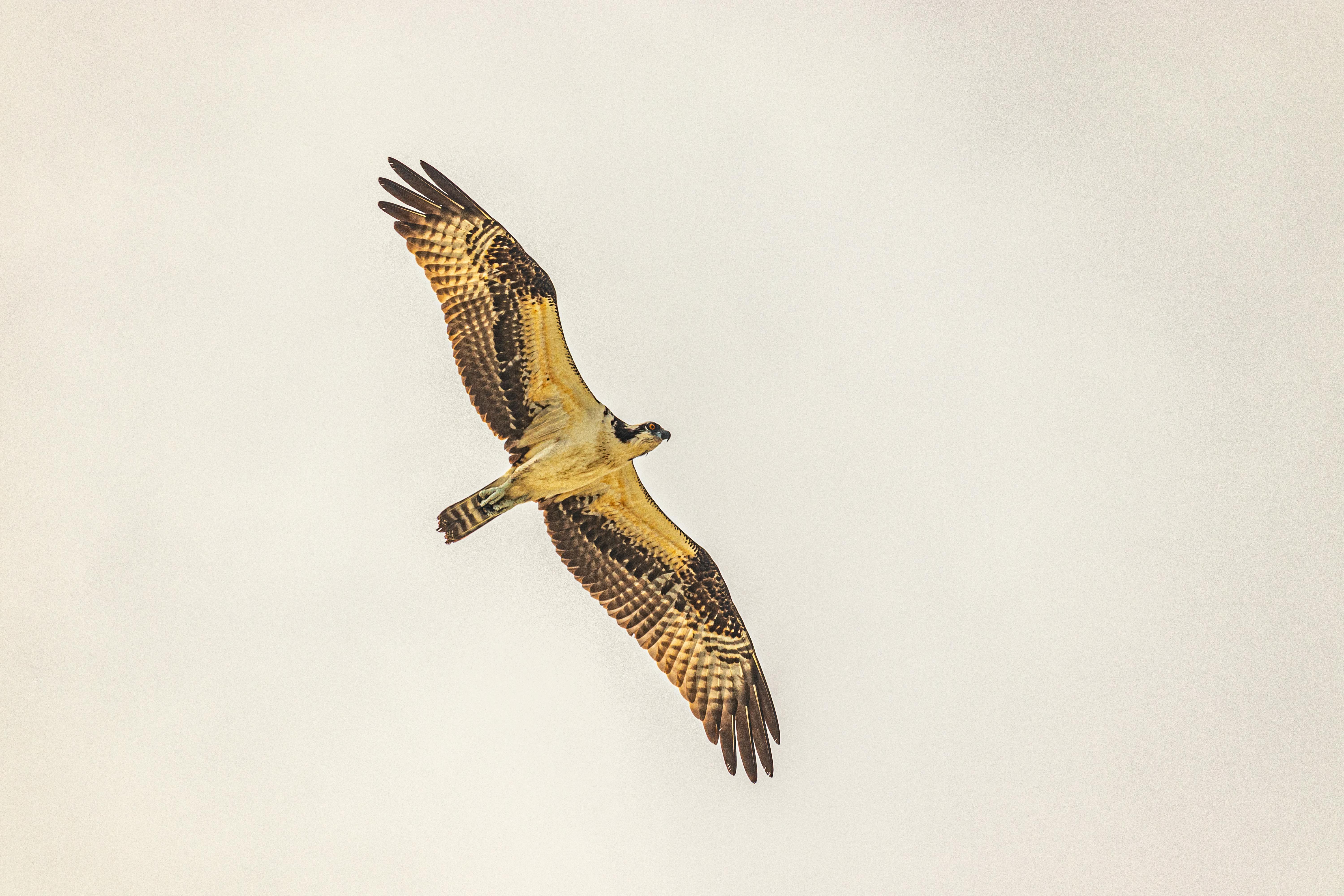 Low Angle Shot of a Flying Falcon · Free Stock Photo