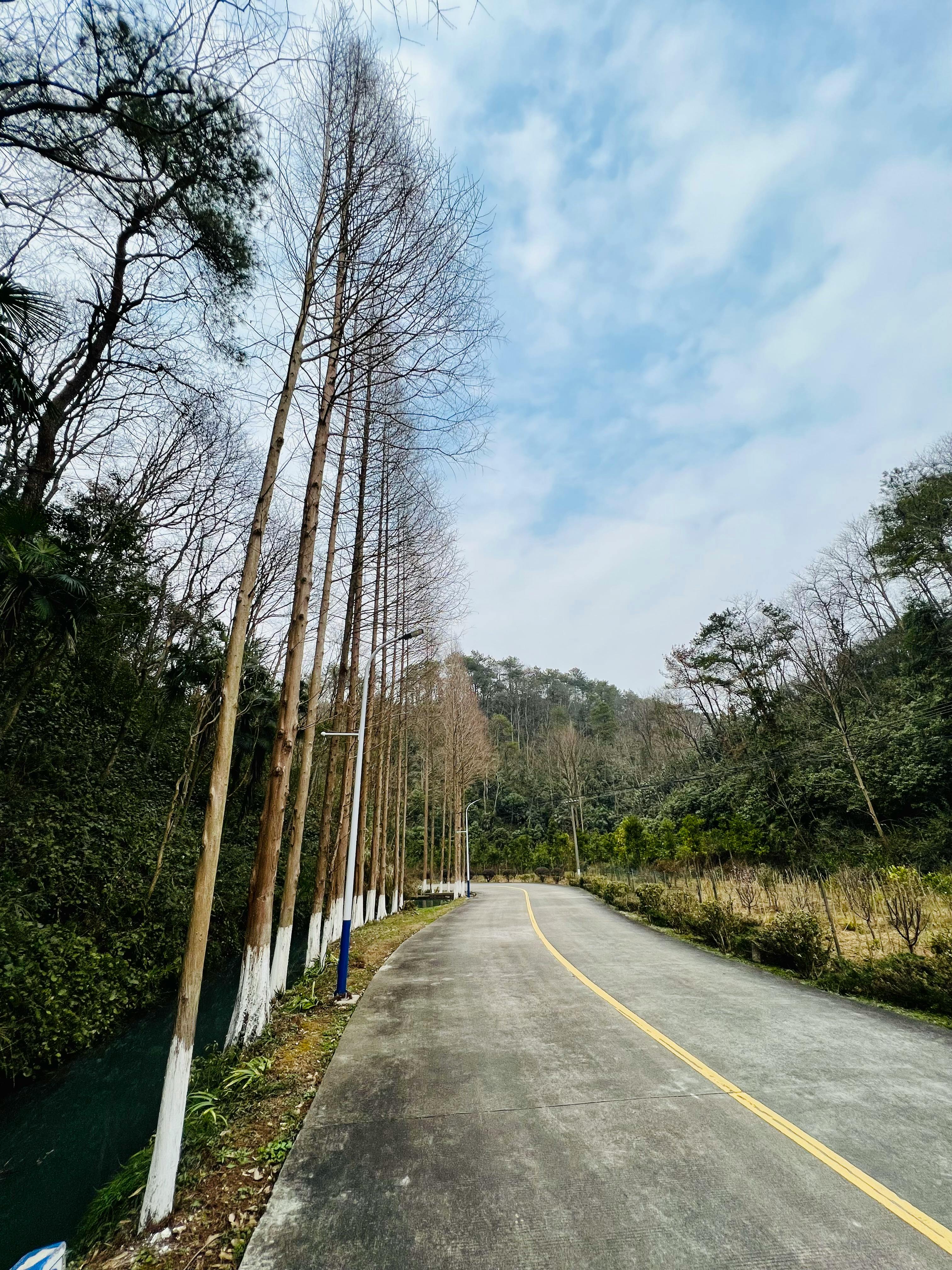 Trees along Road · Free Stock Photo