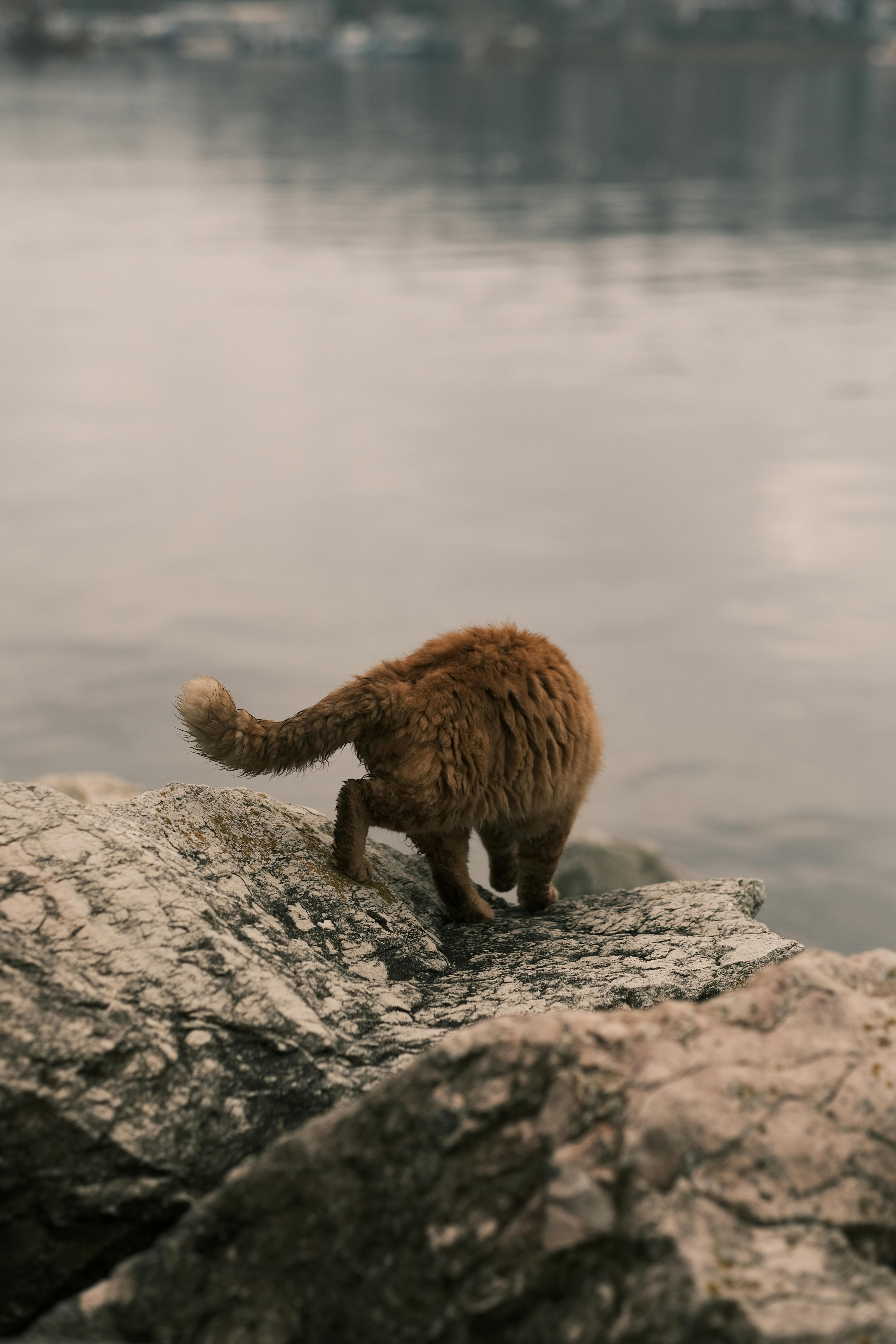 Tabby Cat Drinking Water from Lake · Free Stock Photo
