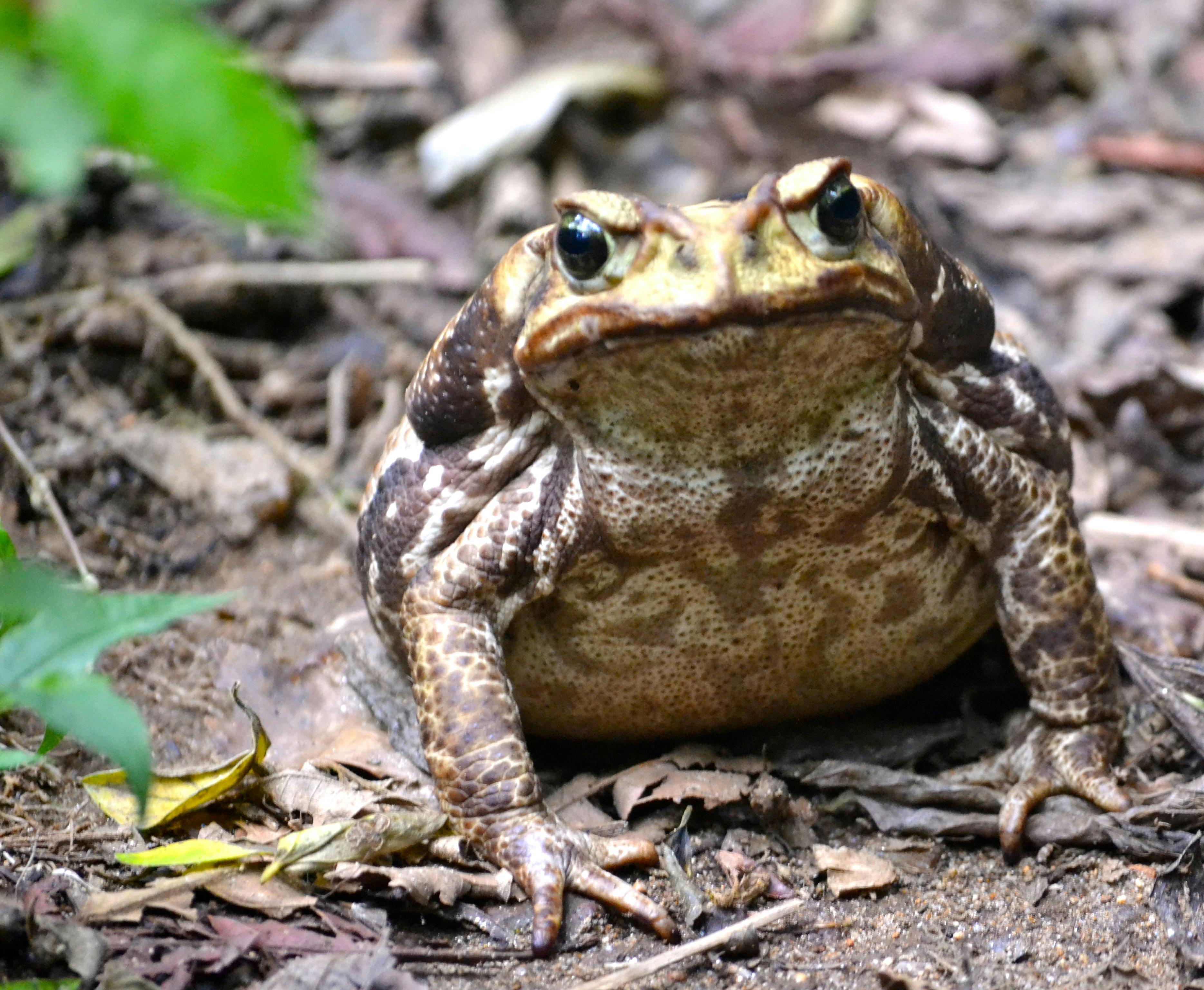 Kostenloses Foto zum Thema: floresta, frosch, großer frosch