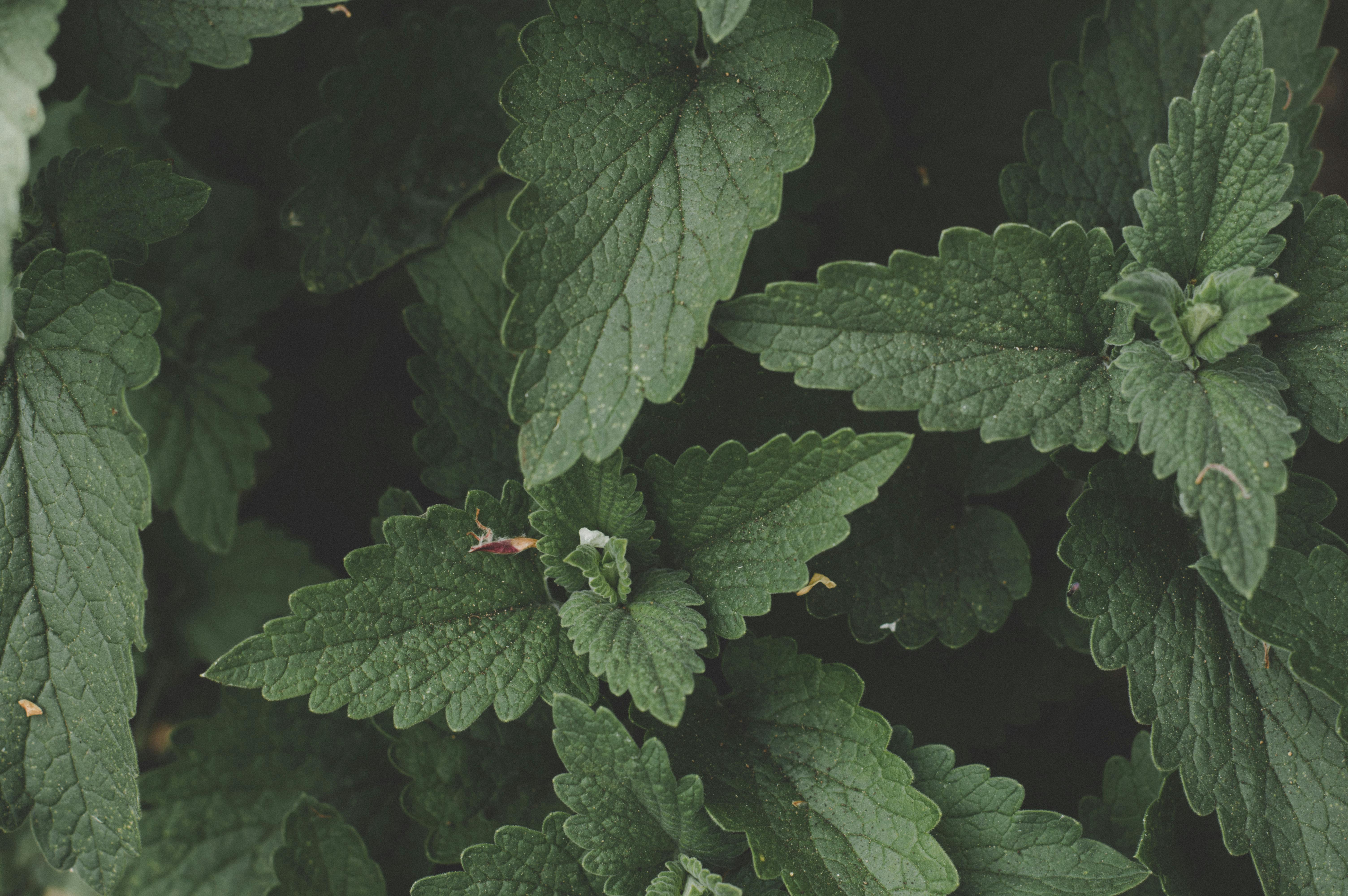 How To Make A Homemade Natural Pest Repellent That's Safe For Your Garden