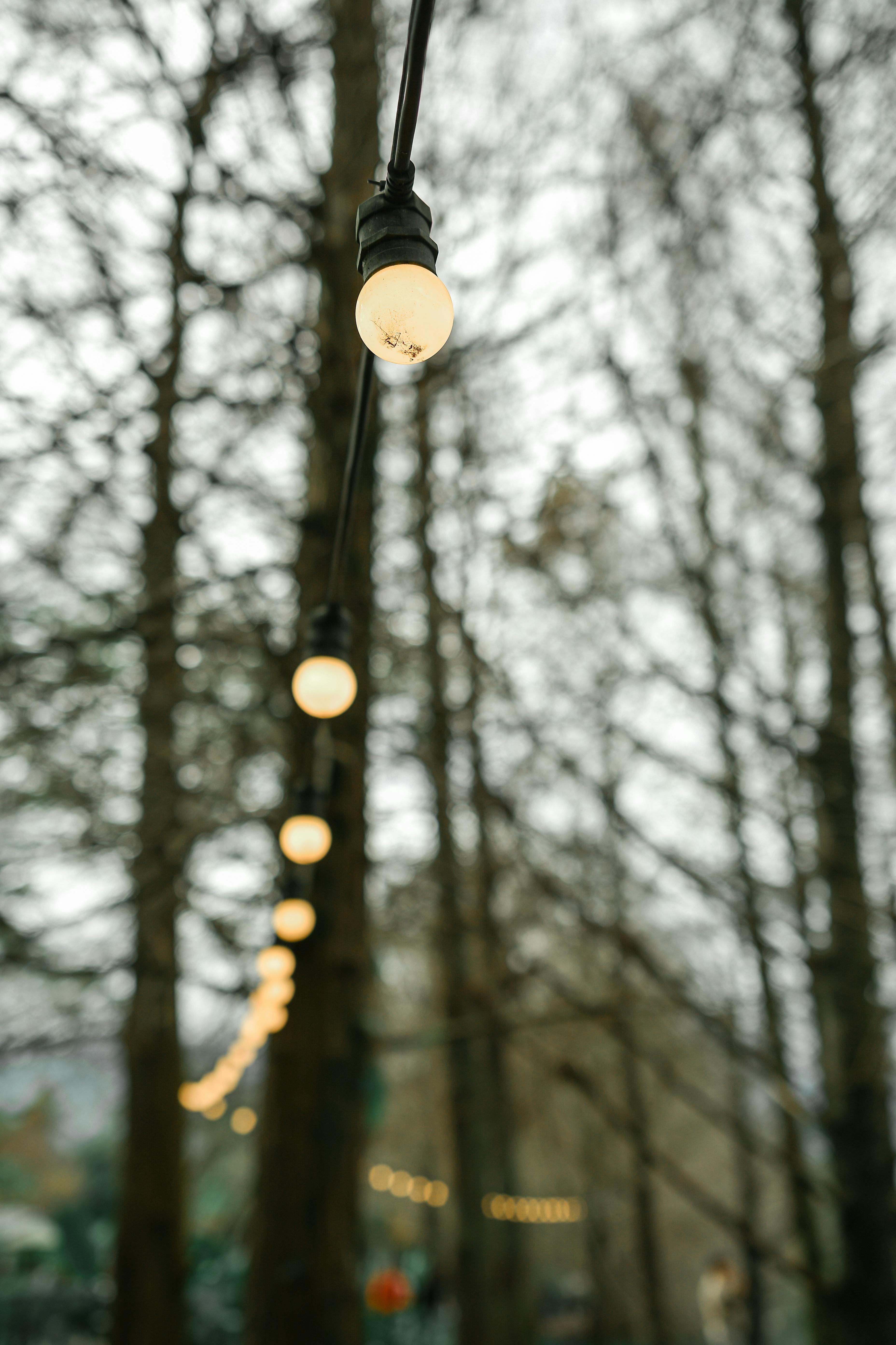Lights Hanging between Trees in Forest · Free Stock Photo