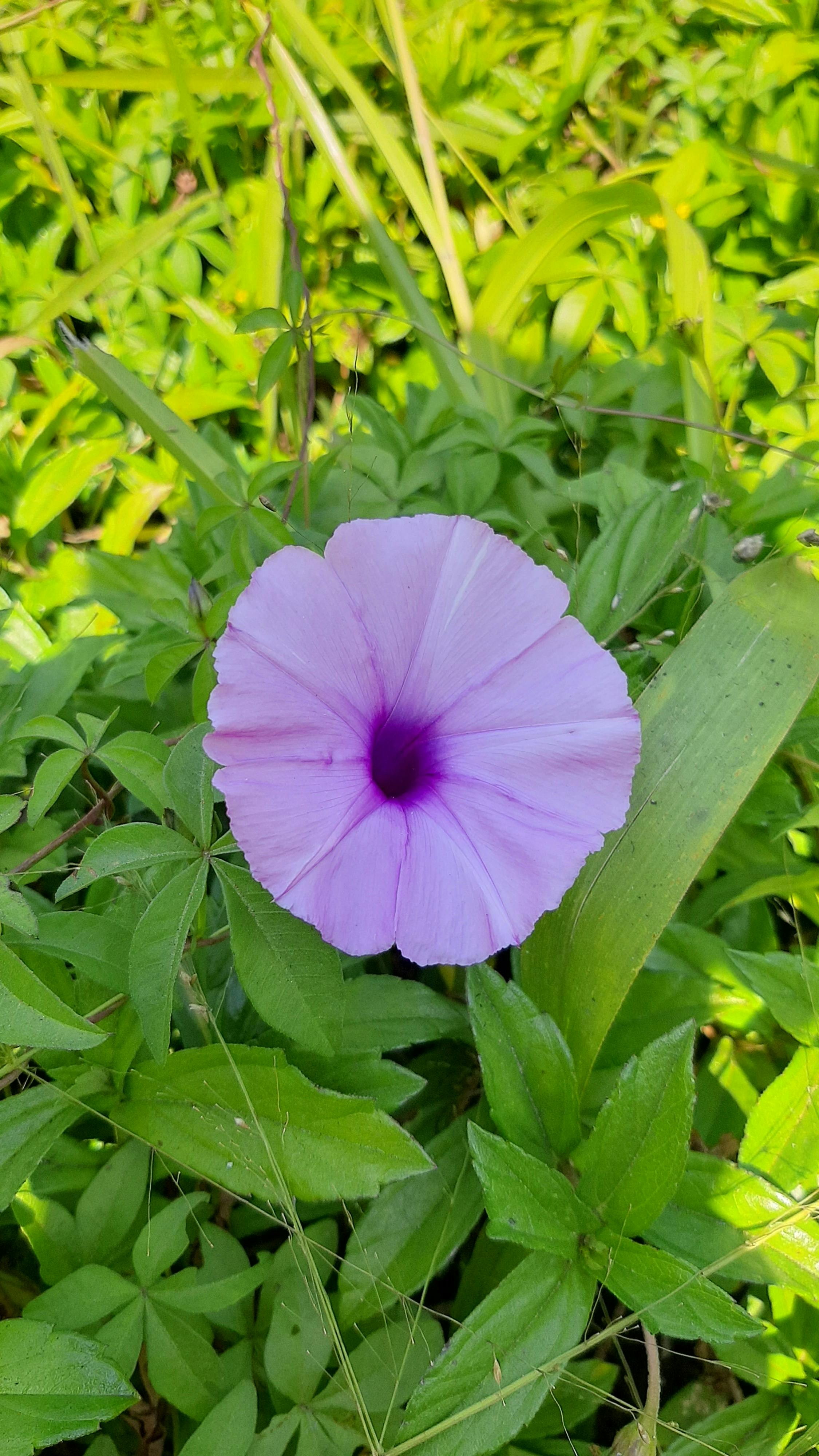 M.M.Bandula Gunasekera - 摄影