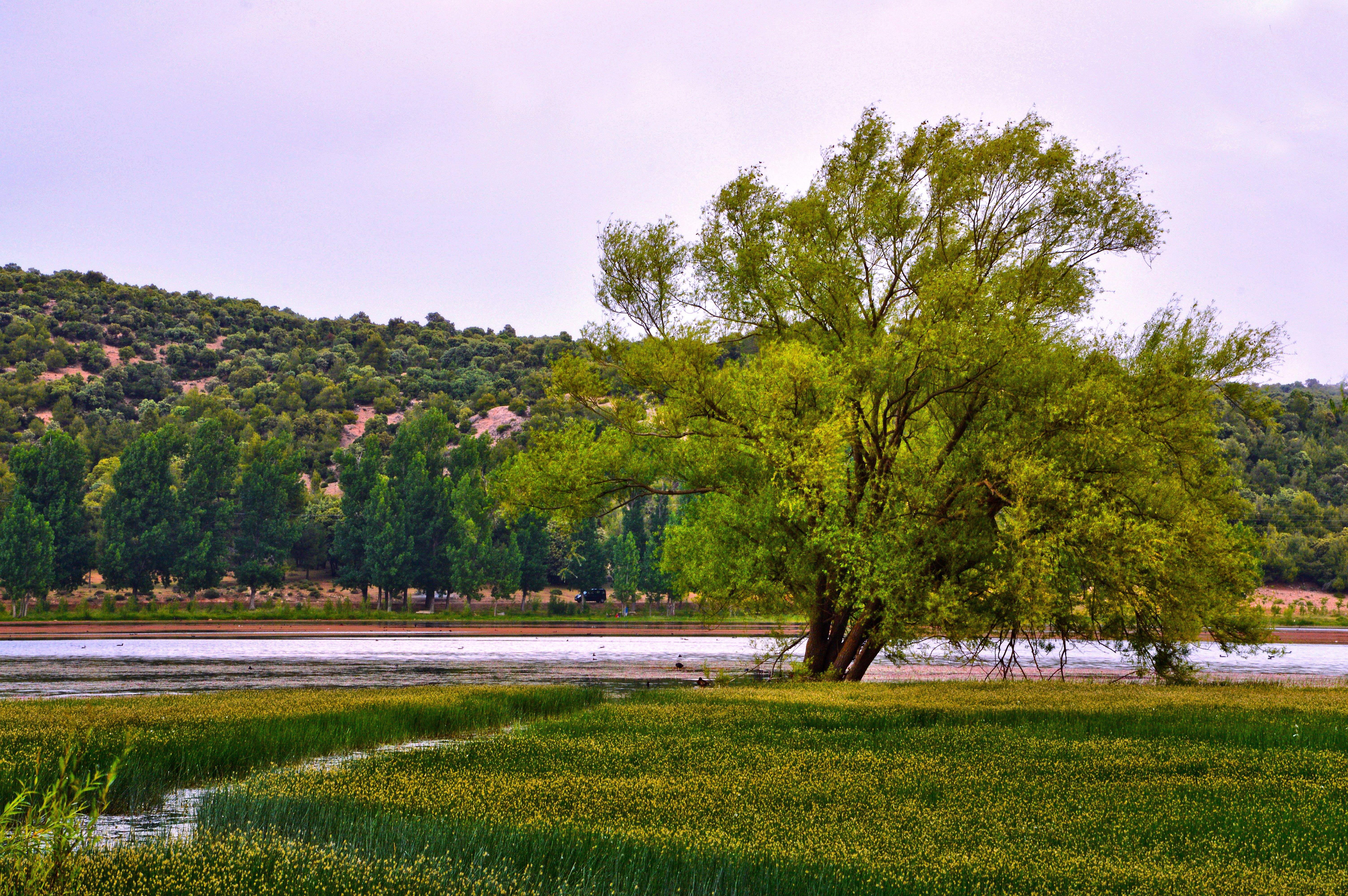 Green Landscape with Crooked Tree · Free Stock Photo