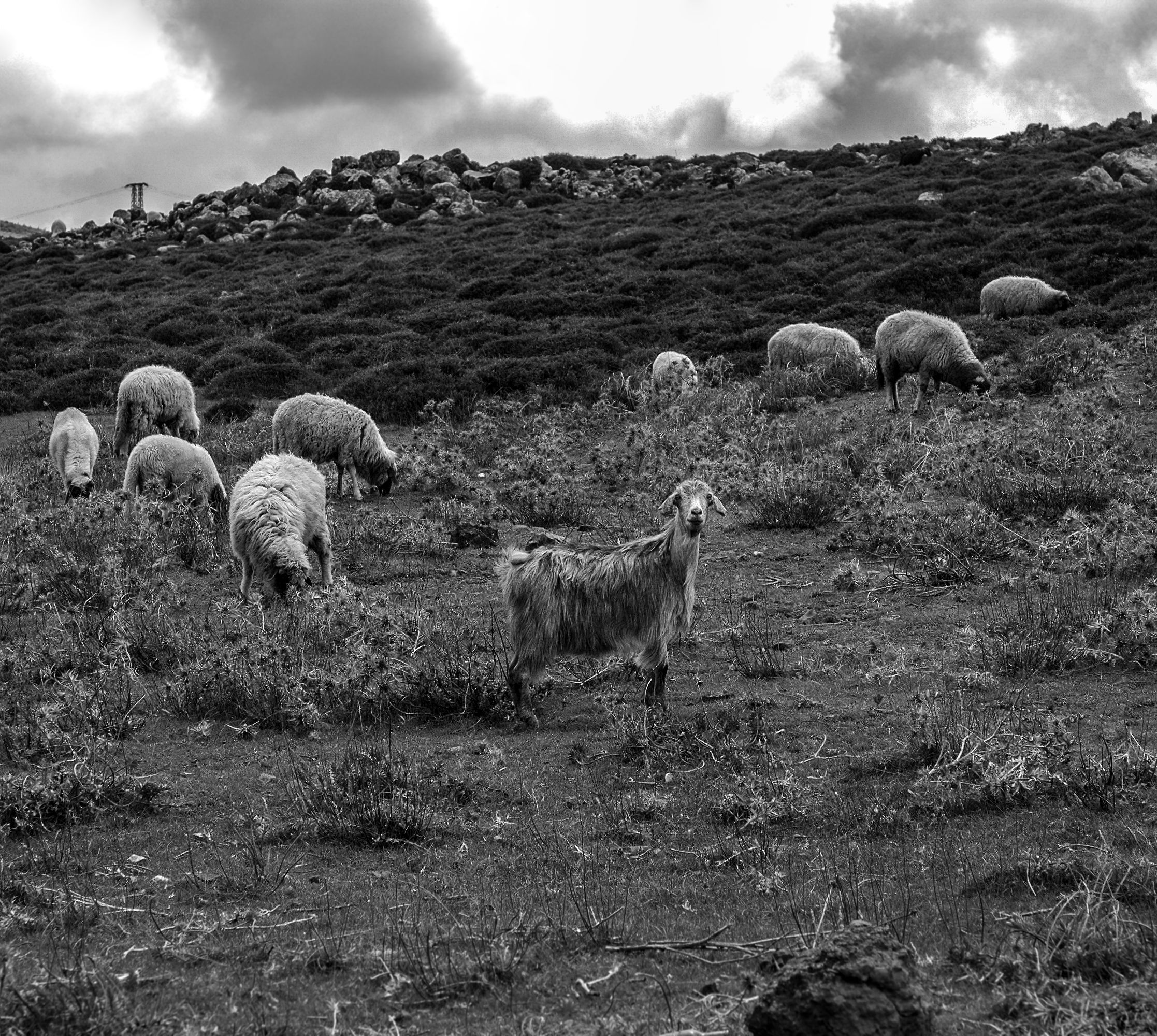 30+ Best Mutton Photos · 100% Free Download · Pexels Stock Photos