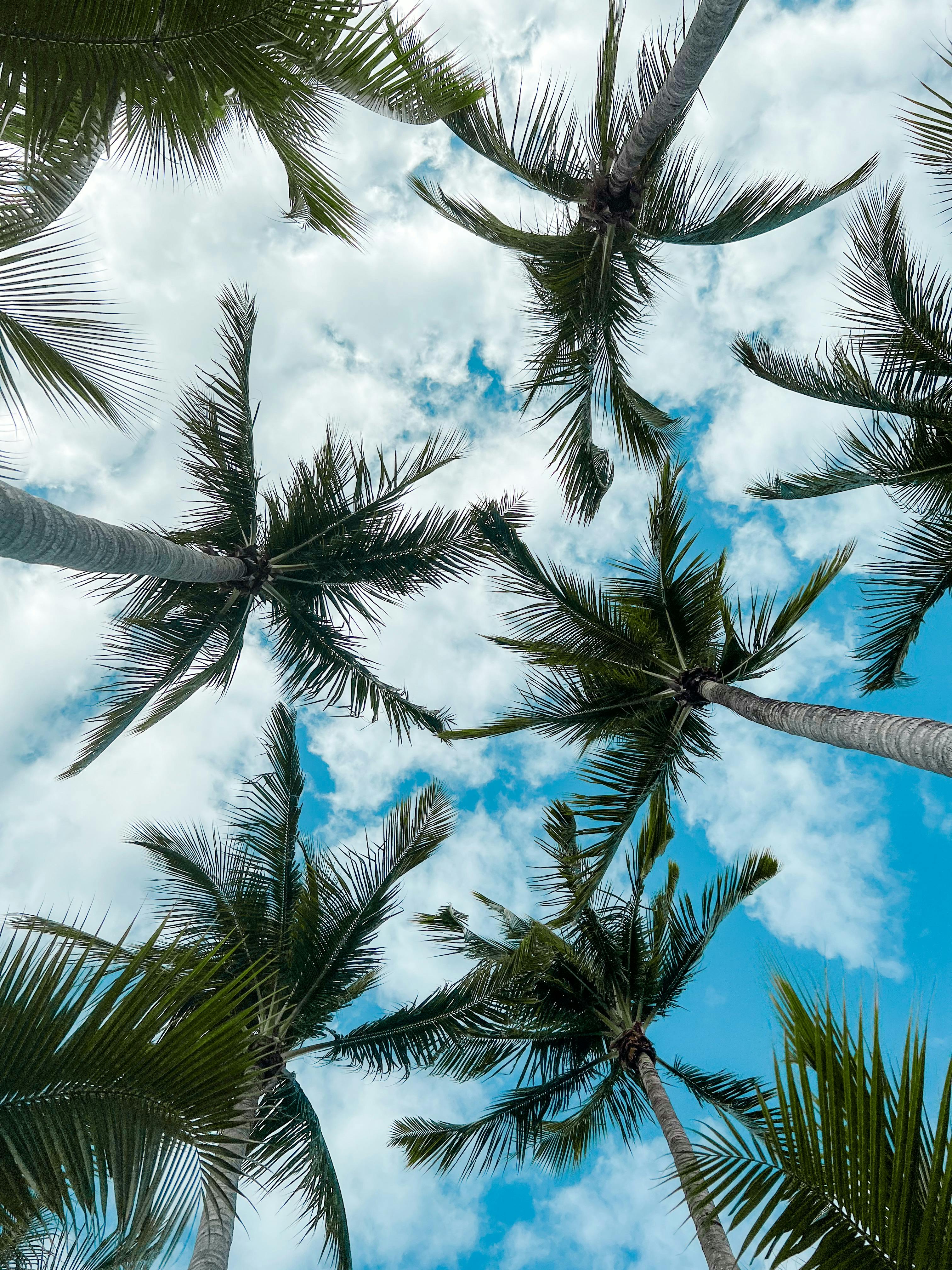 Low Angle Shot of Palm Trees · Free Stock Photo