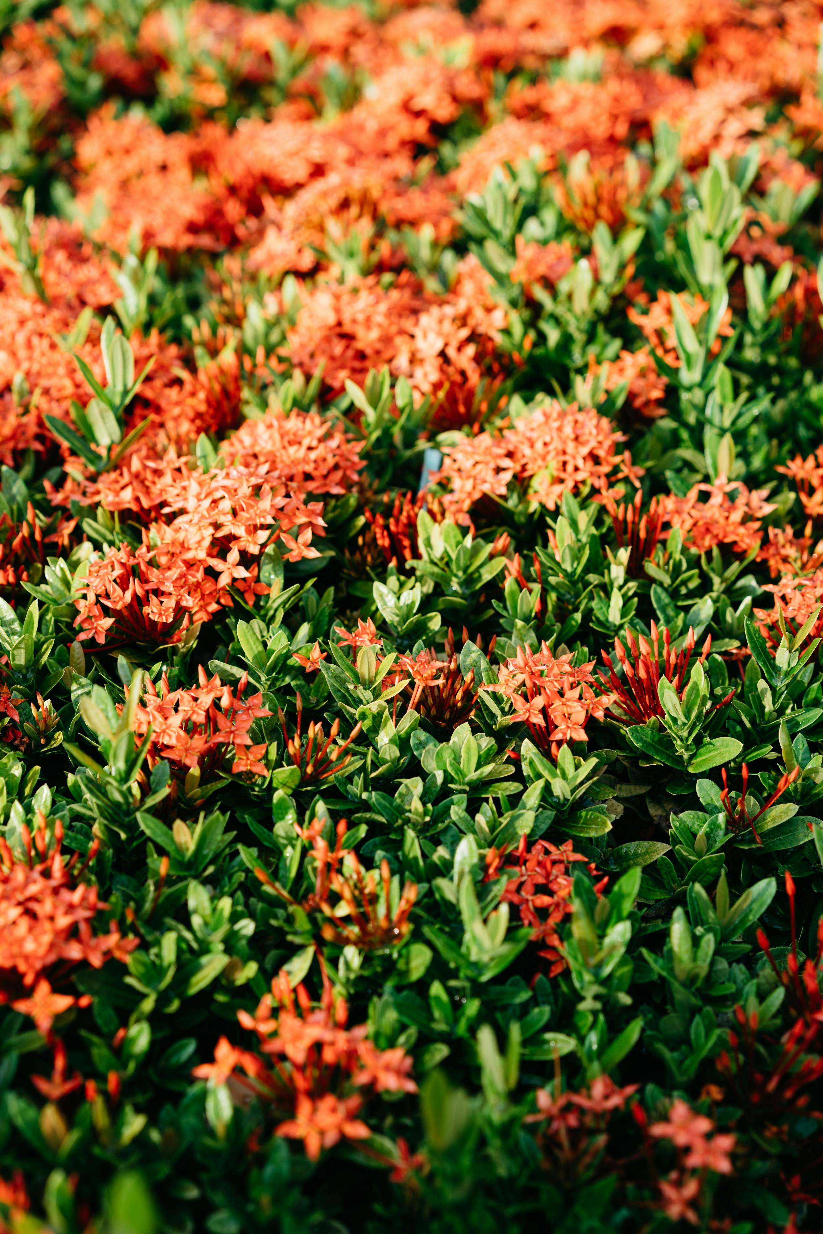 Close-up Photo of Chinese Ixora Flowers · Free Stock Photo
