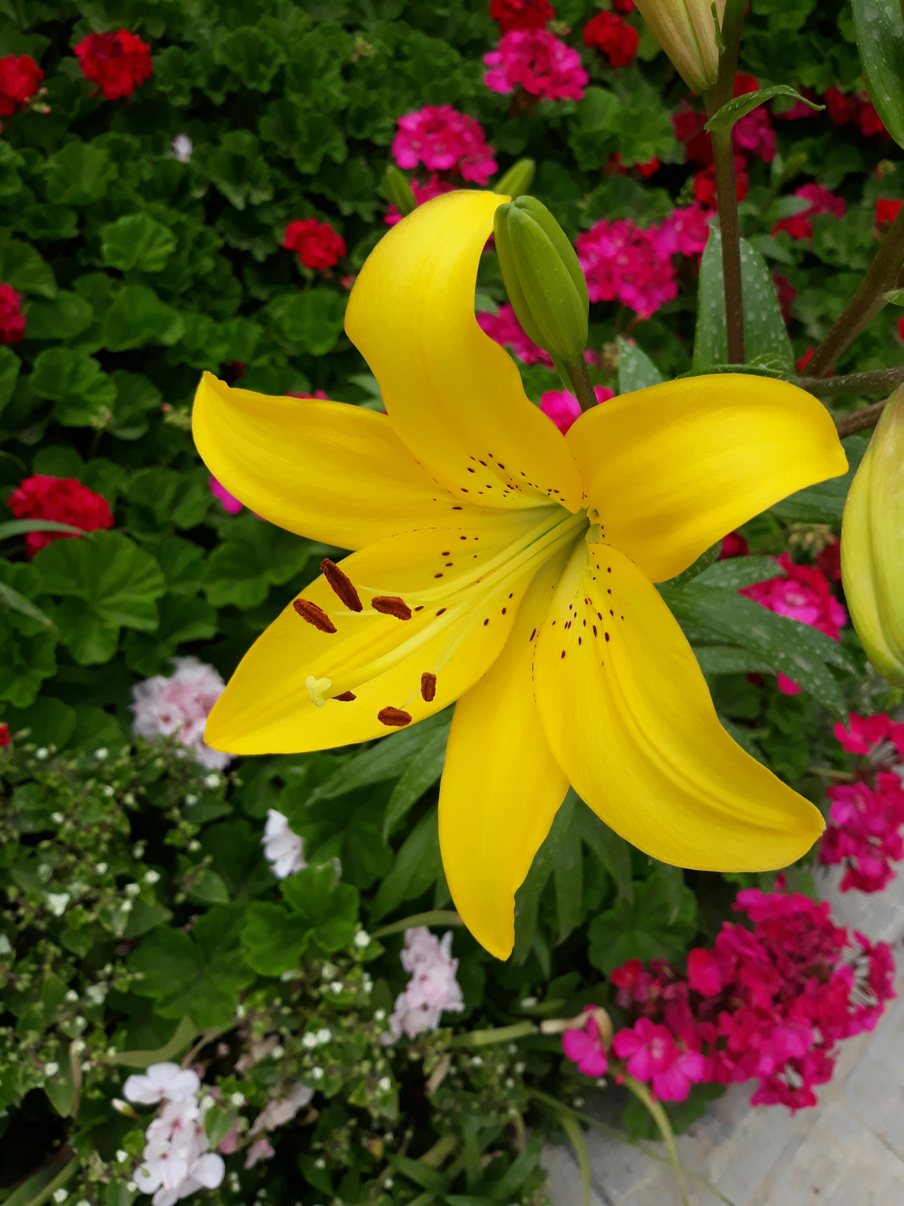 Flowers 6 Photos & Videos Collected by Moli B