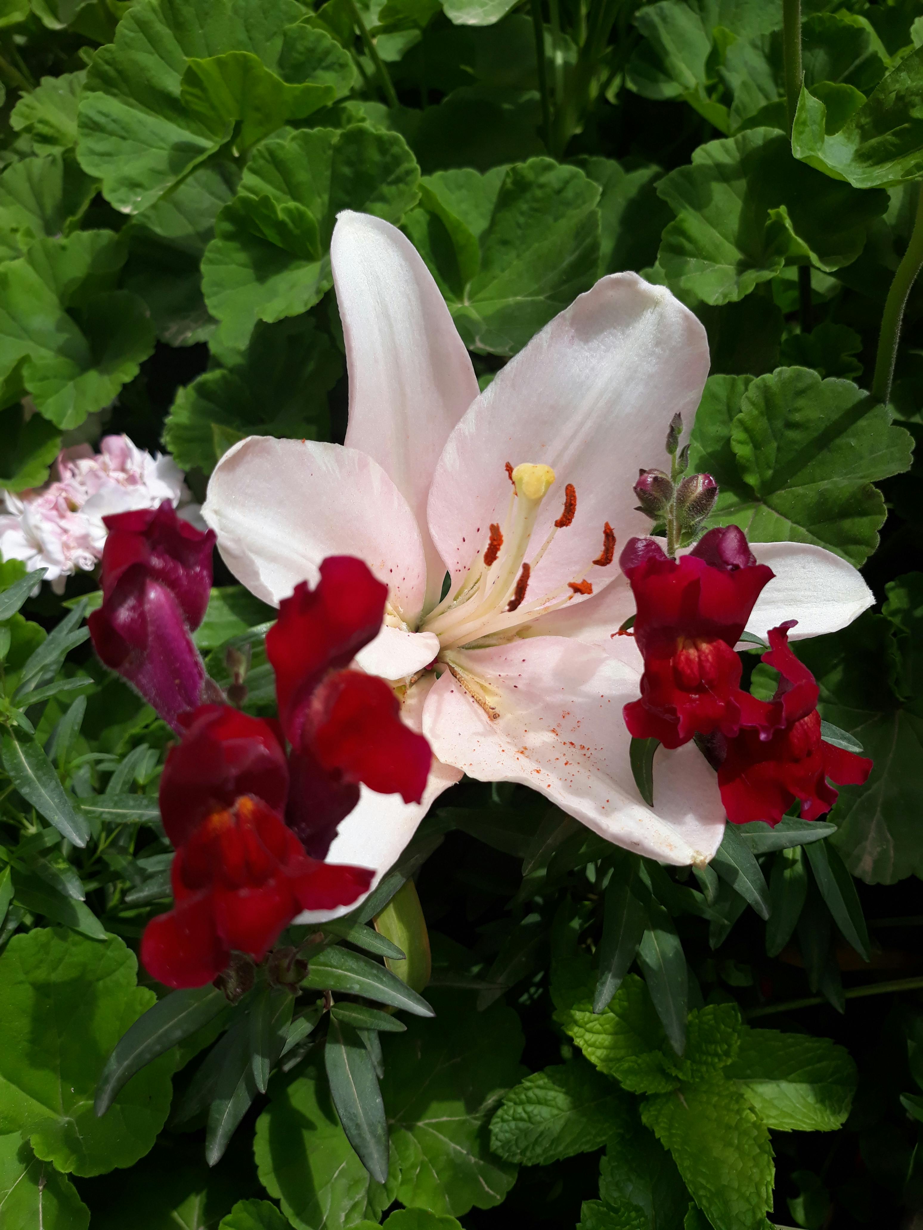 Flowers 6 Photos & Videos Collected by Moli B