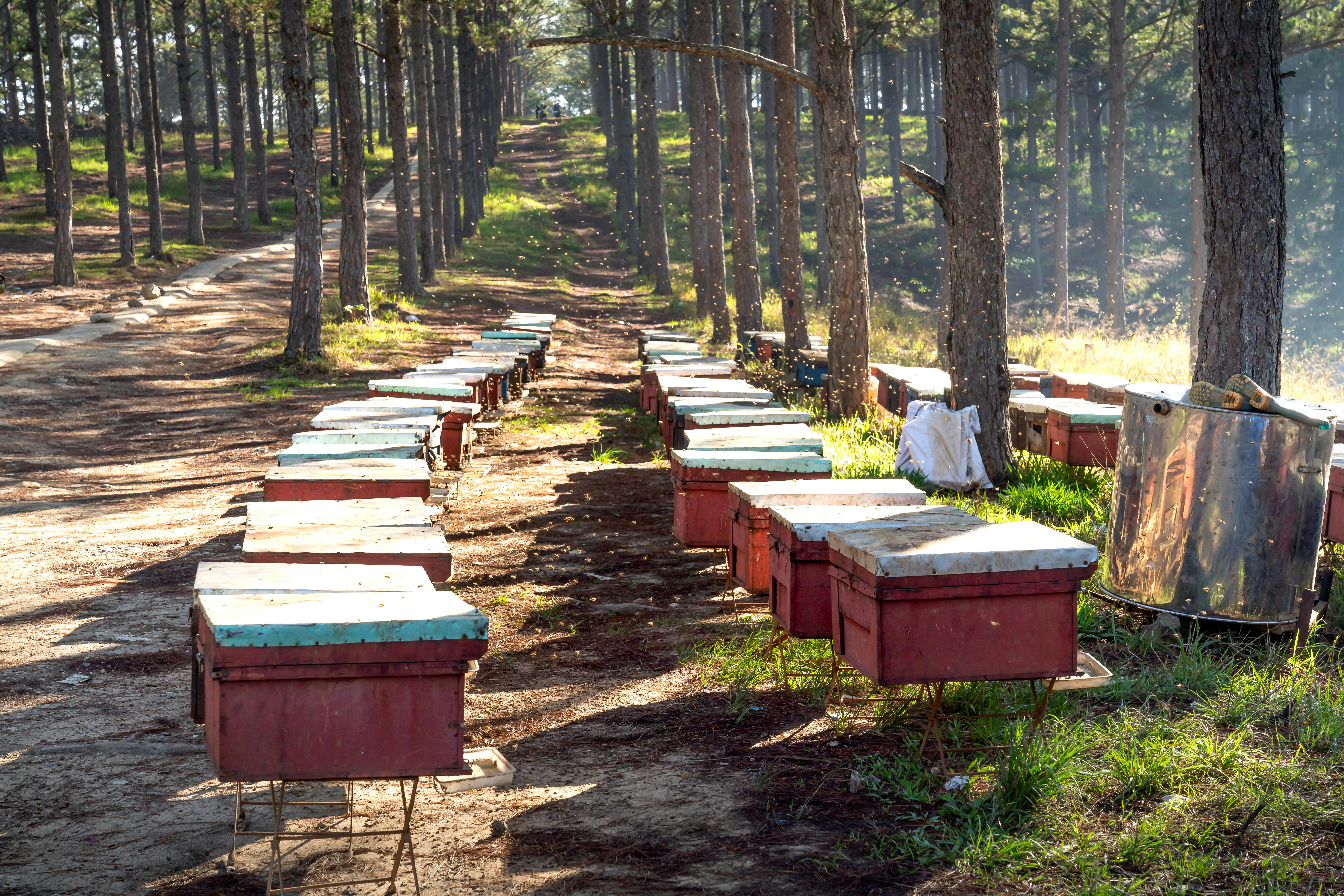 Apiary in a Forest · Free Stock Photo