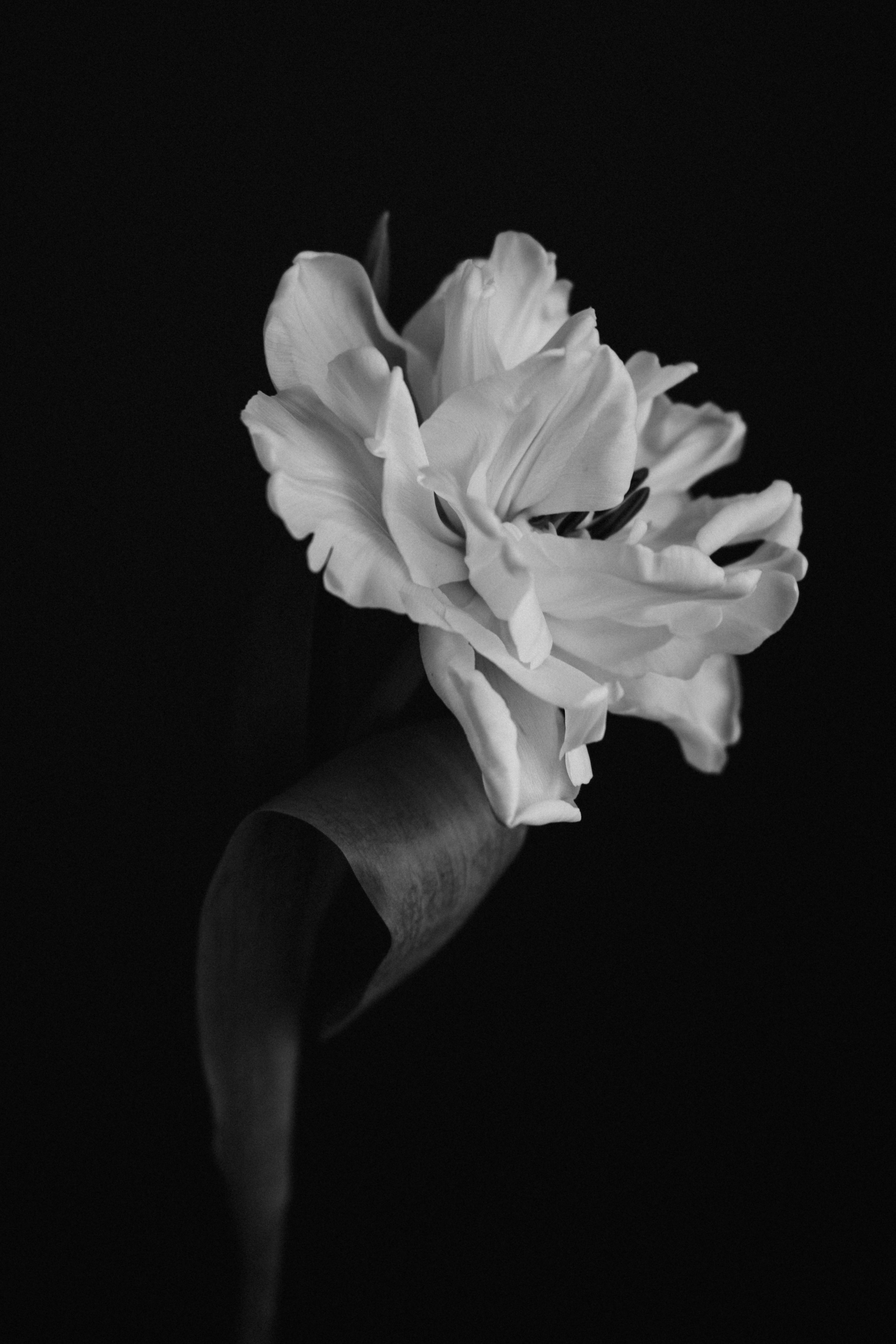 Grayscale Photo of a White Flower · Free Stock Photo