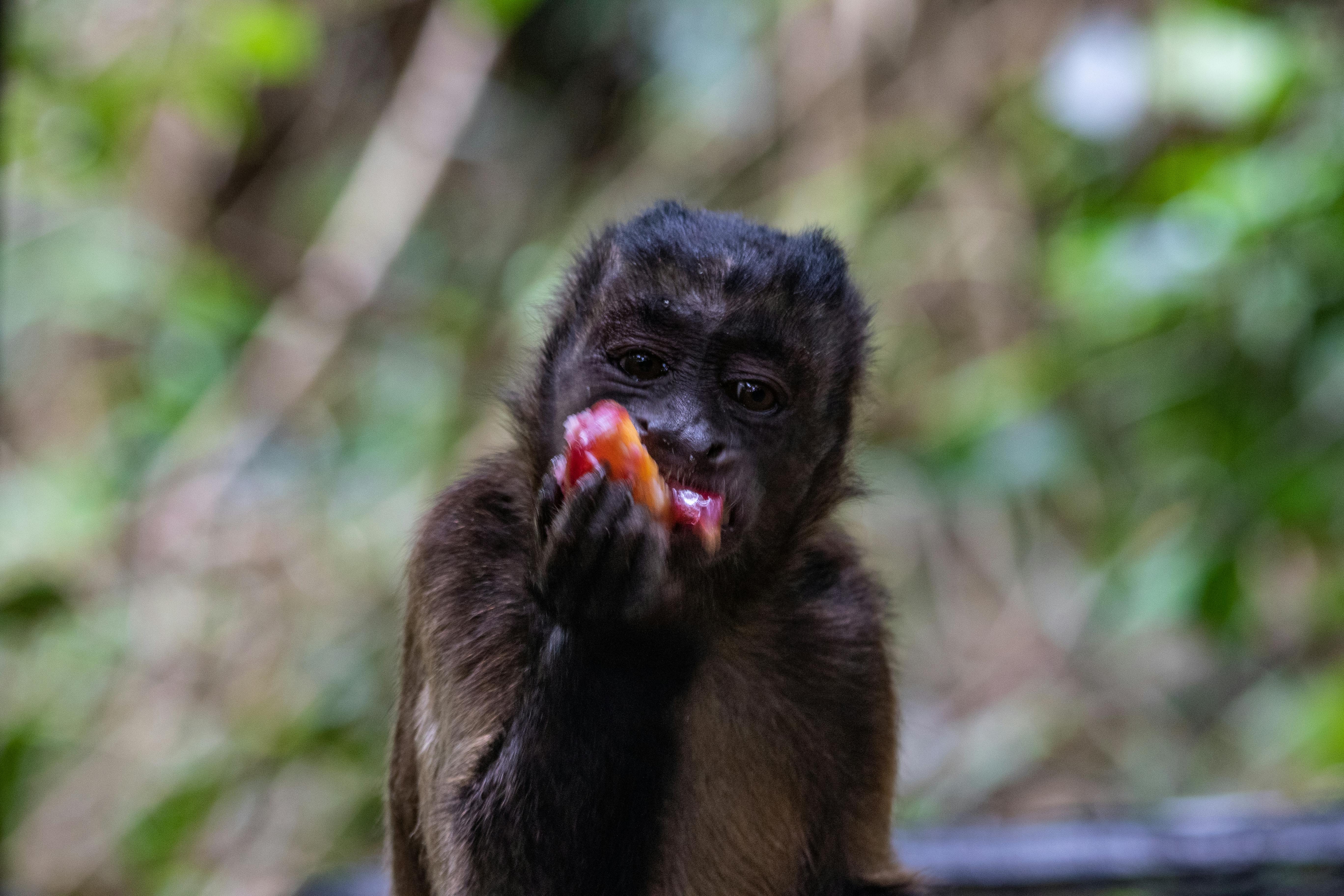 Photo Of Monkey · Free Stock Photo