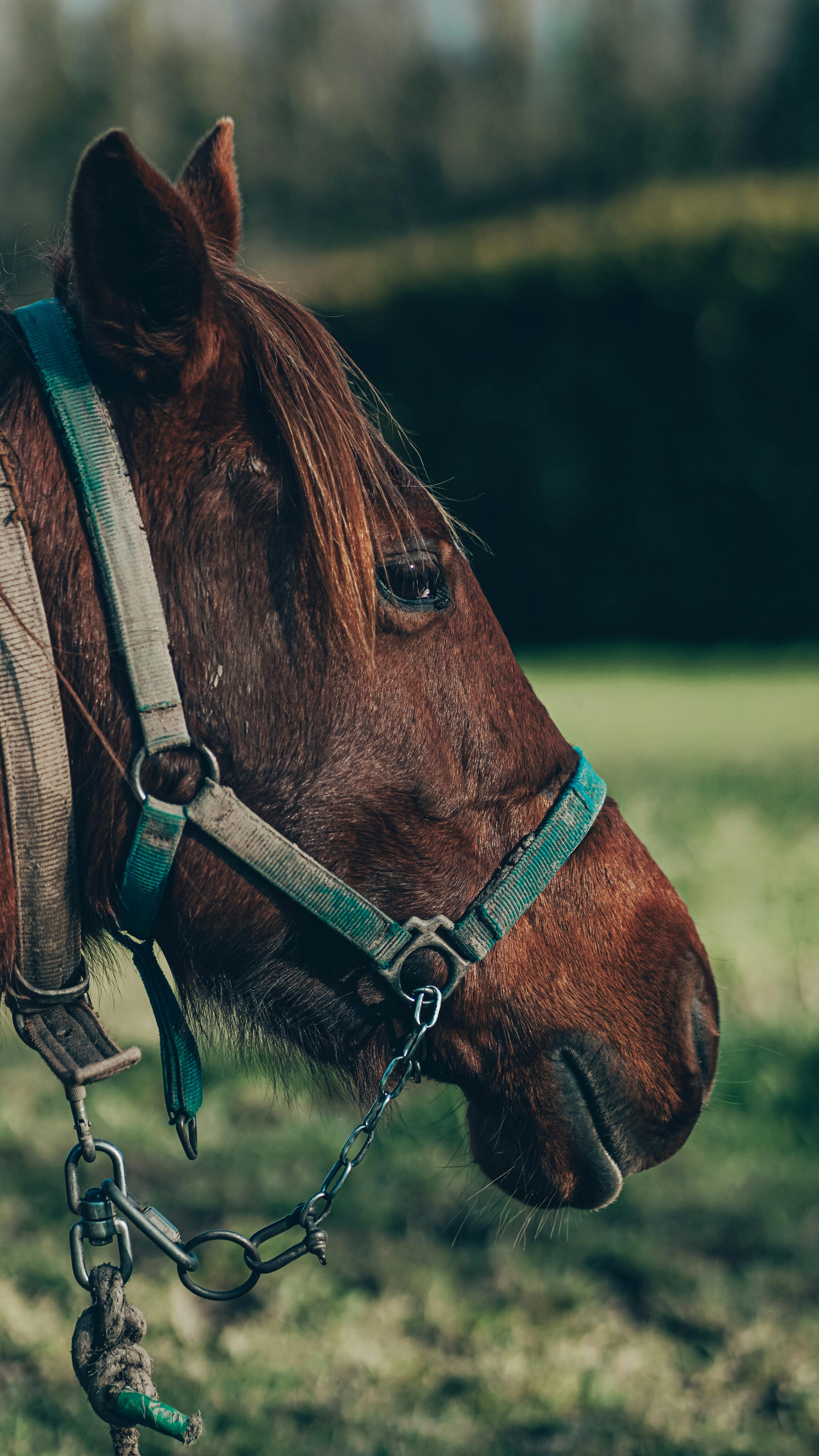 Close-up Photo of a Horse Head · Free Stock Photo