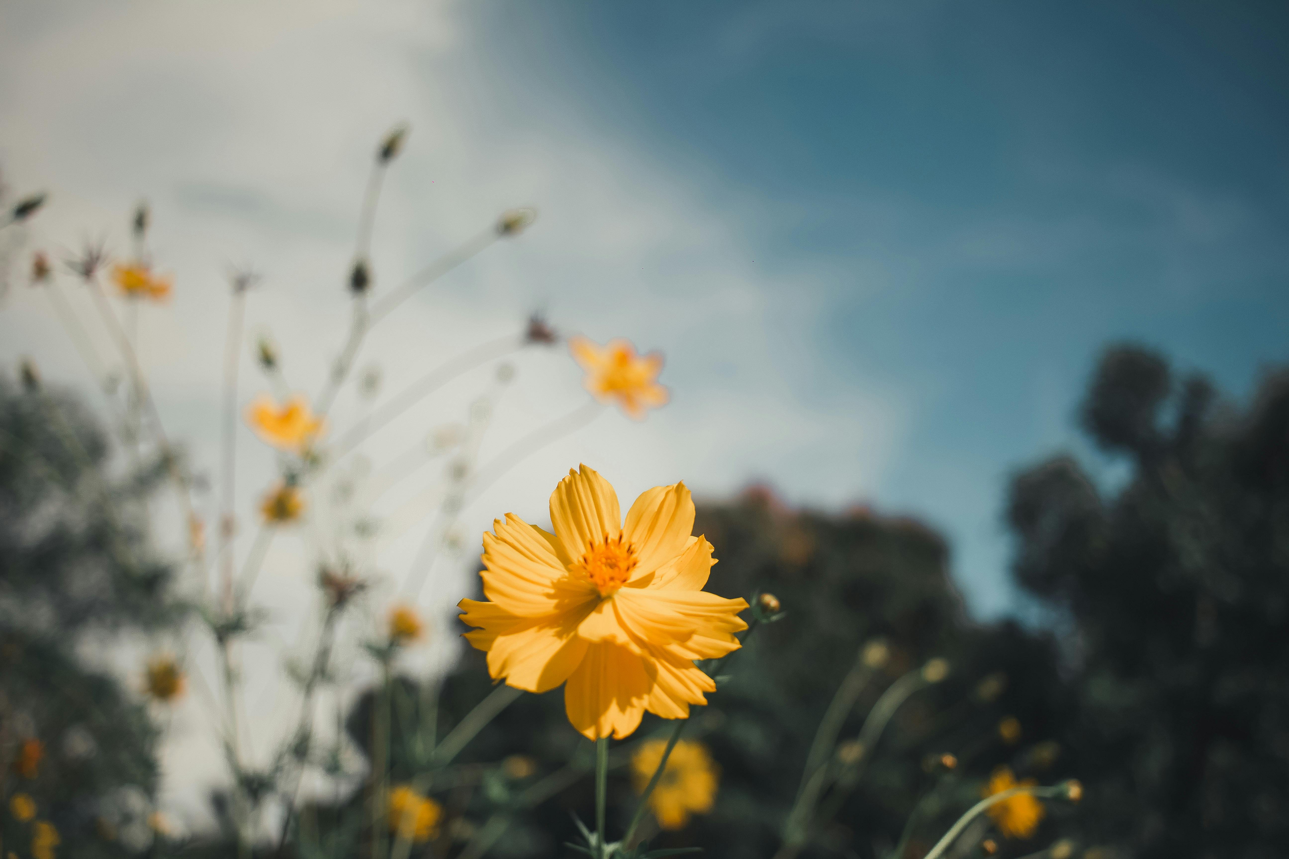 Yellow Flower in Close Up Photography · Free Stock Photo