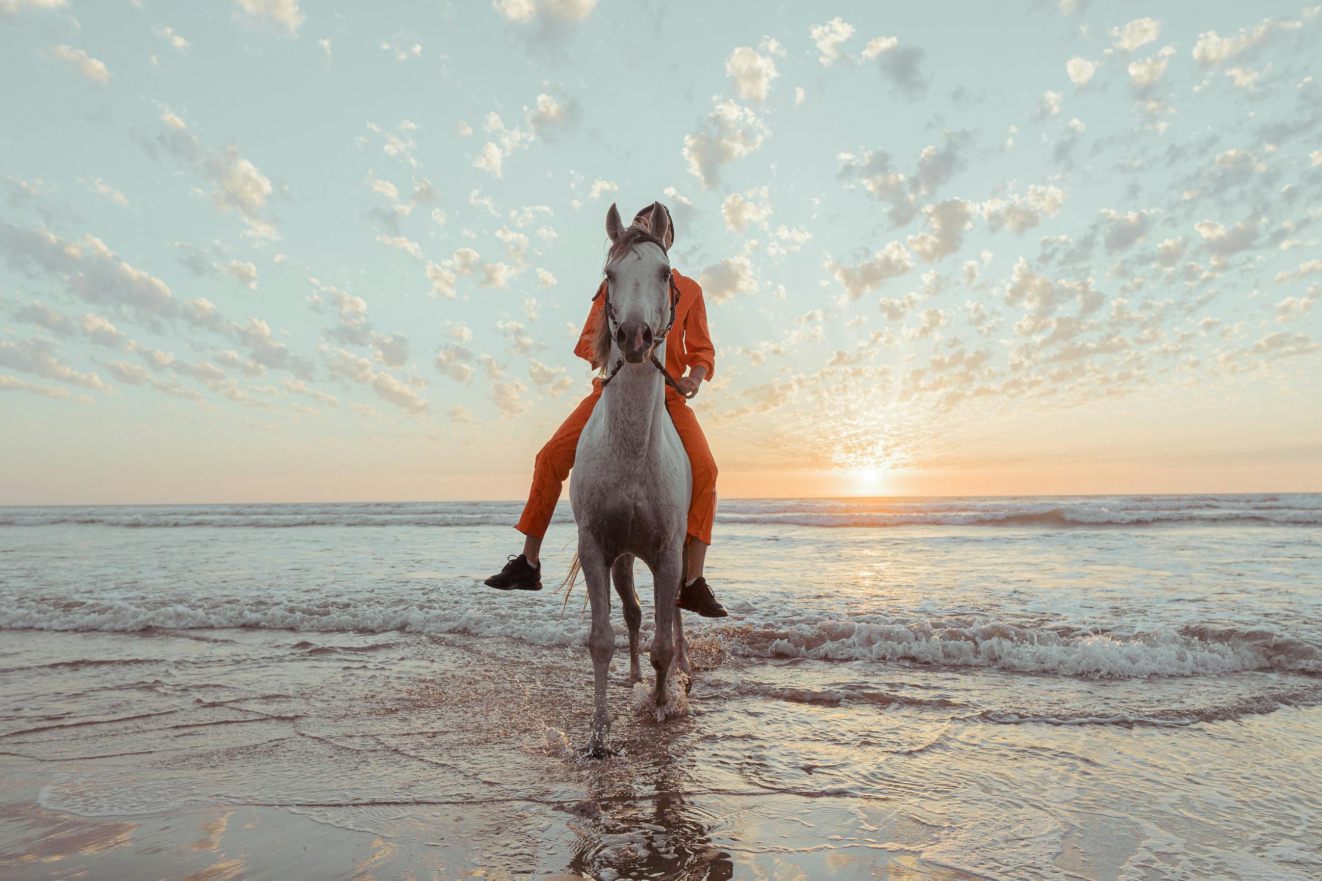 Ocean Horses Photos, Download The BEST Free Ocean Horses Stock Photos ...