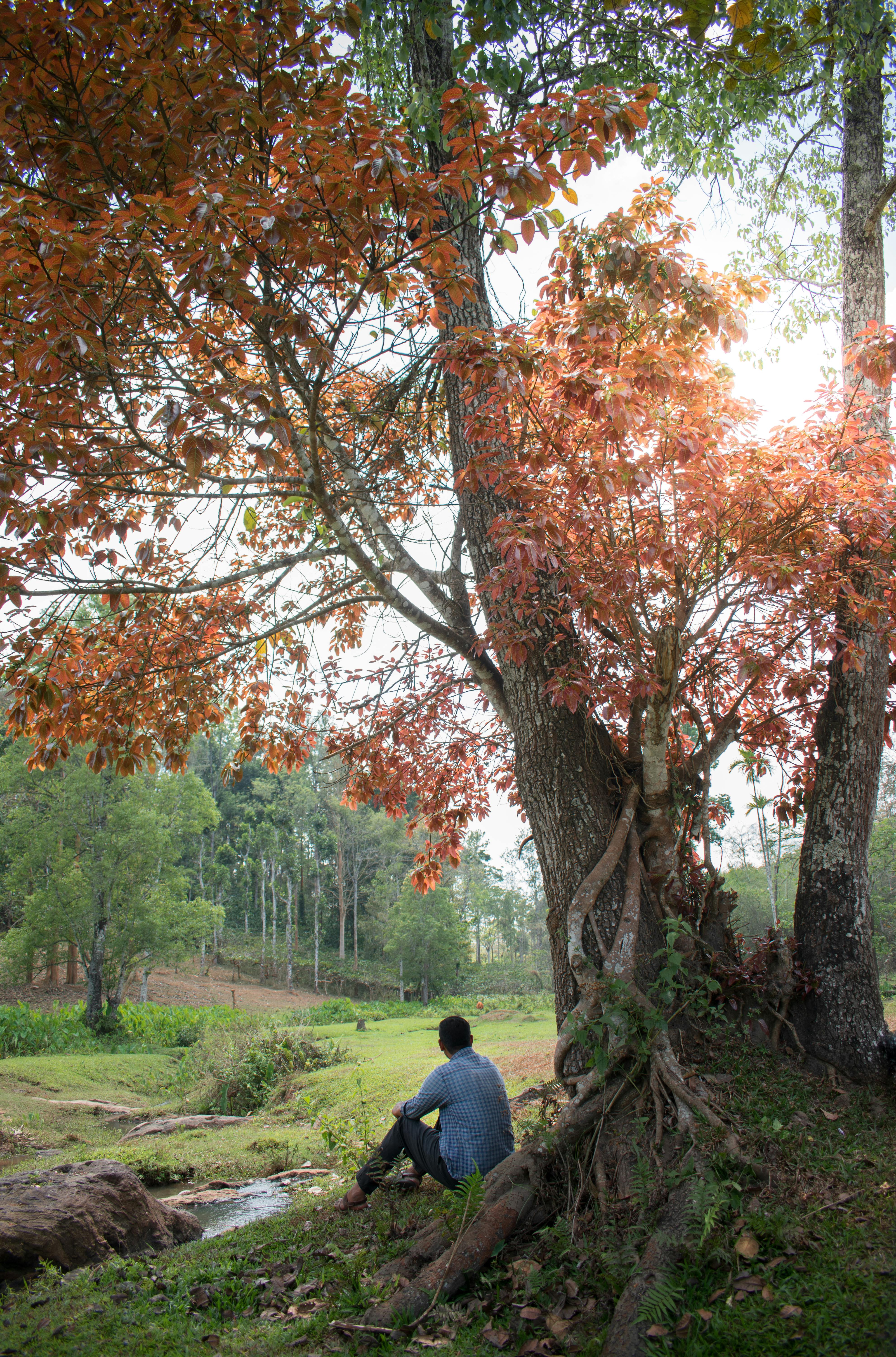 A Man Sitting Beside the Tree with Red Leaves · Free Stock Photo