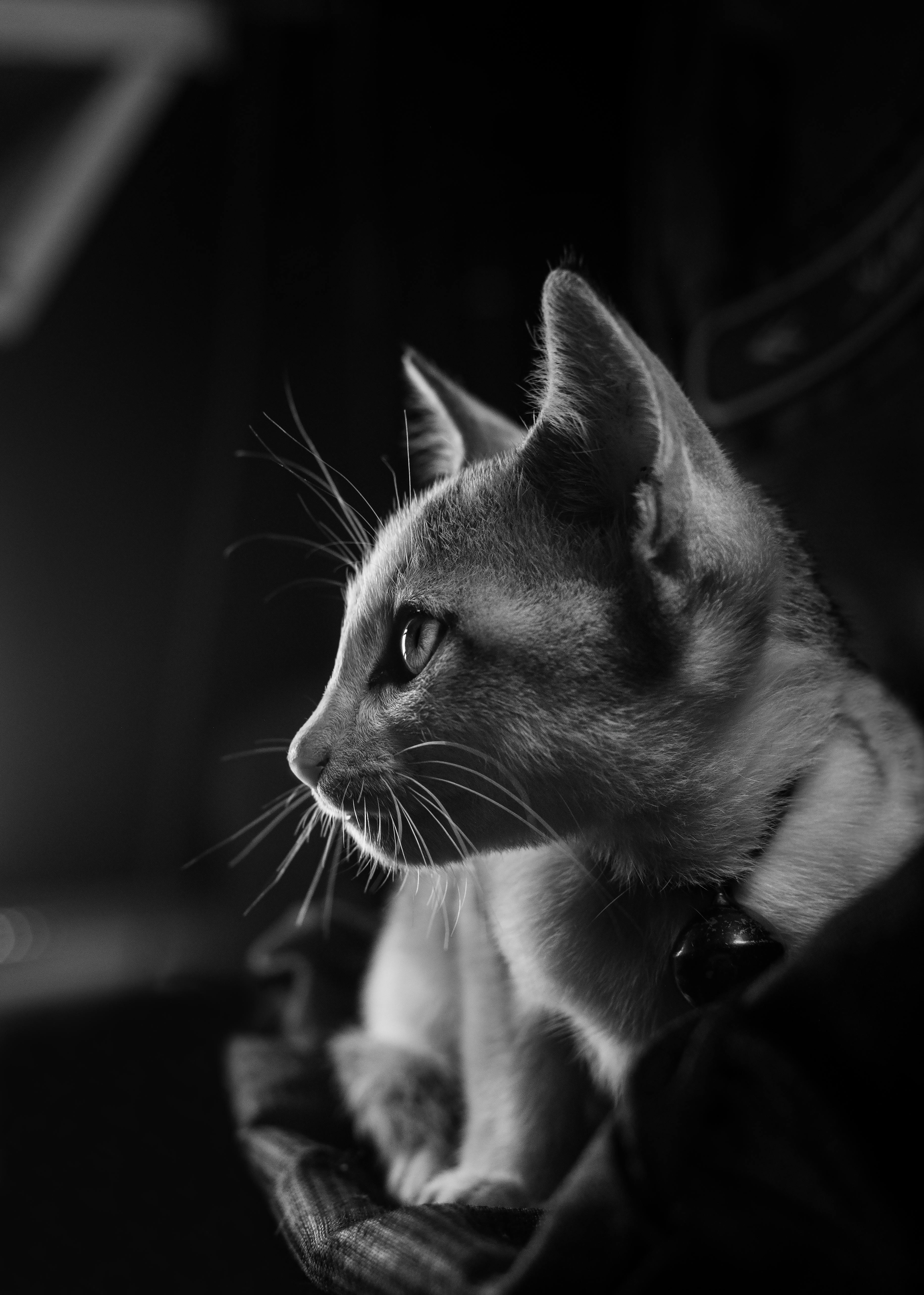 Grayscale Photo of a Cat · Free Stock Photo