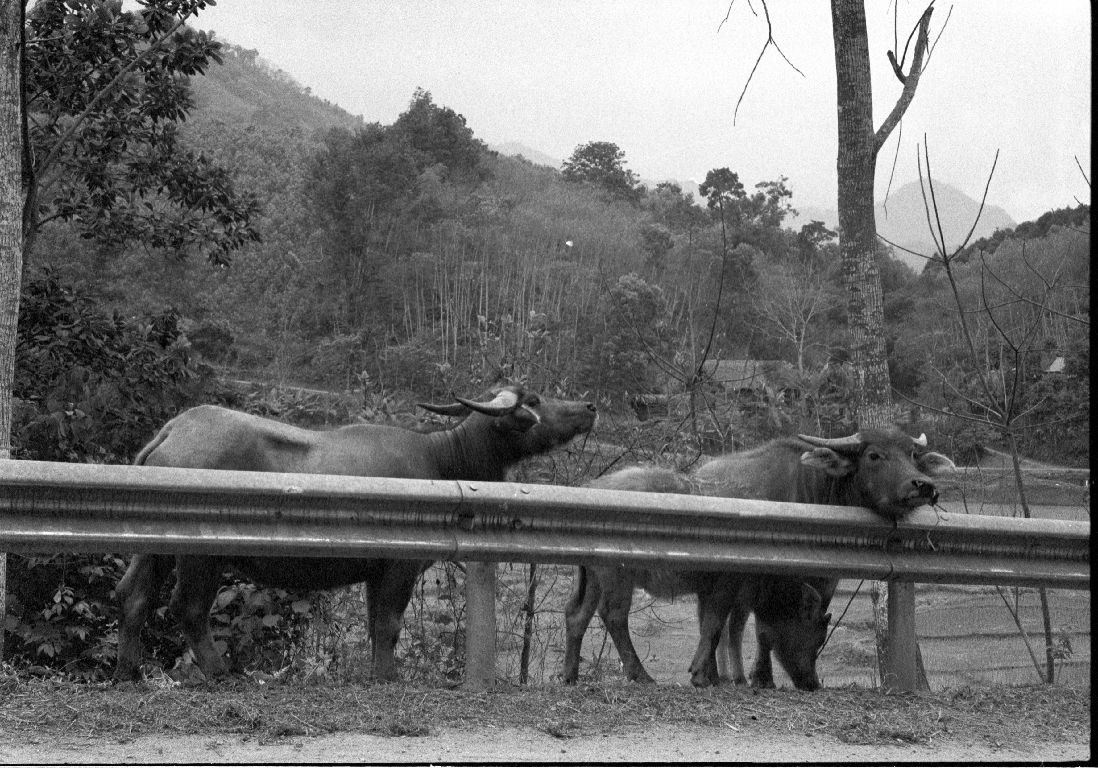 Buffalo Grayscale Photos, Download The BEST Free Buffalo Grayscale ...