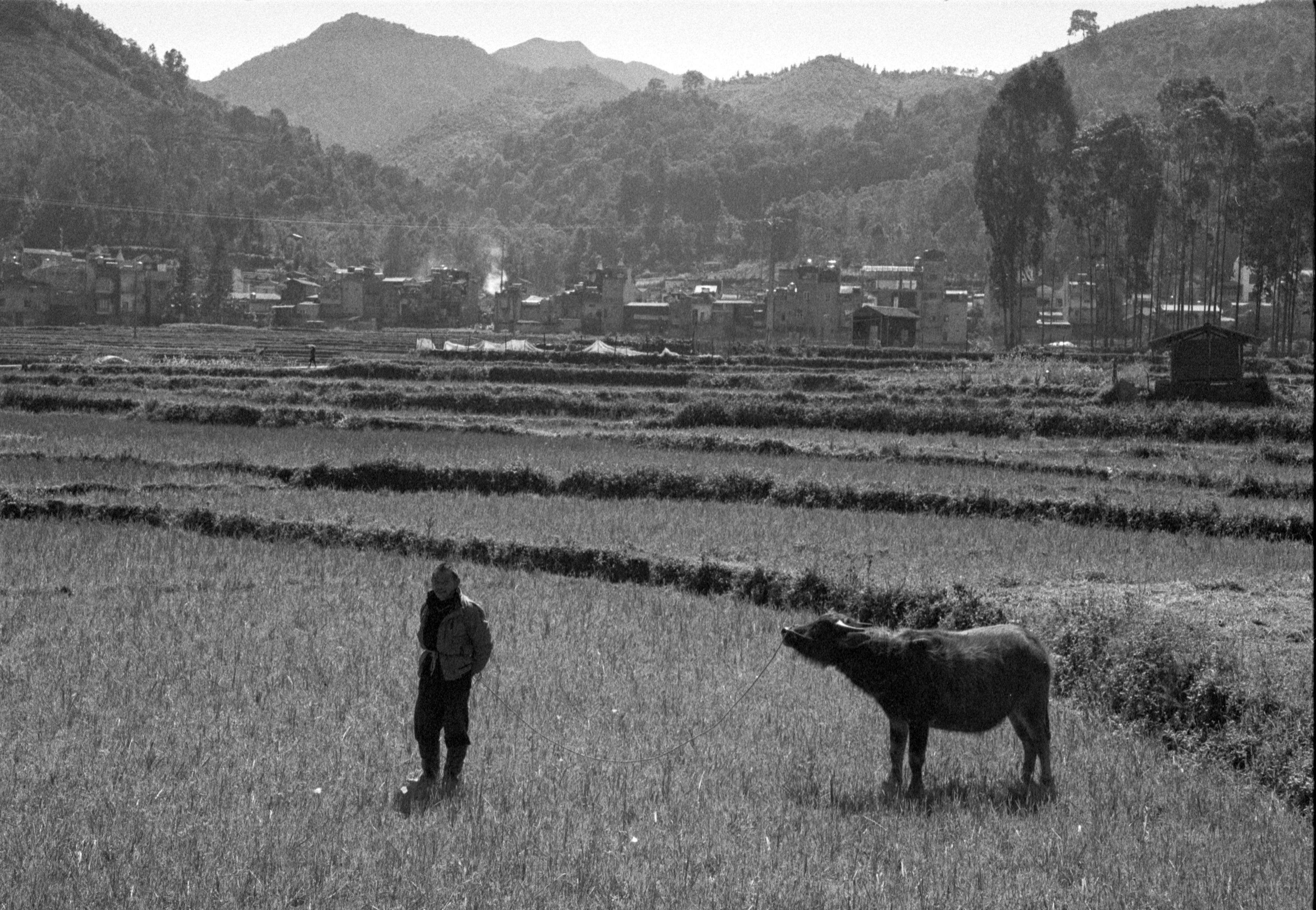 Side view of a Carabao · Free Stock Photo