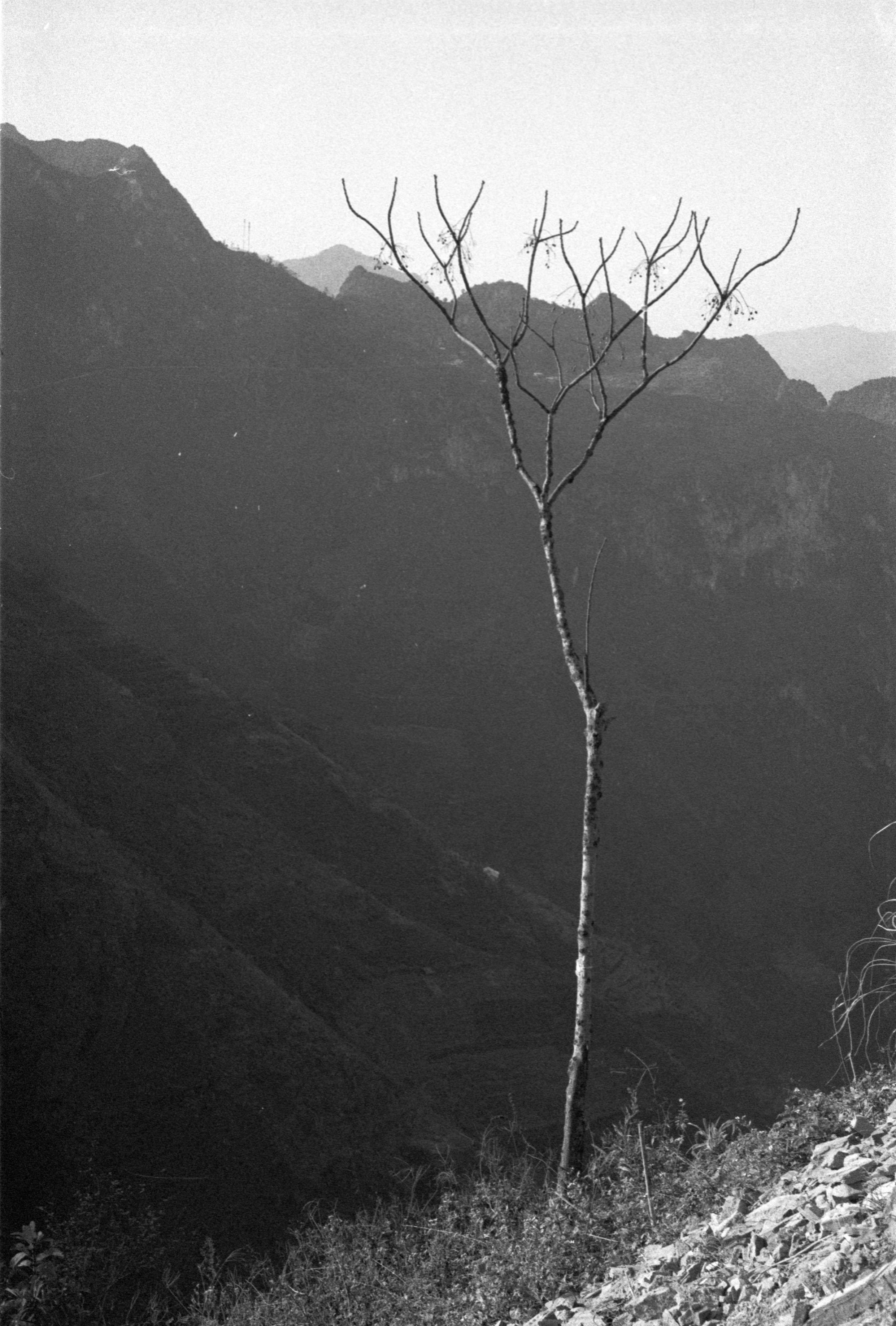 Single, Bare Tree with Swing on Grassland · Free Stock Photo