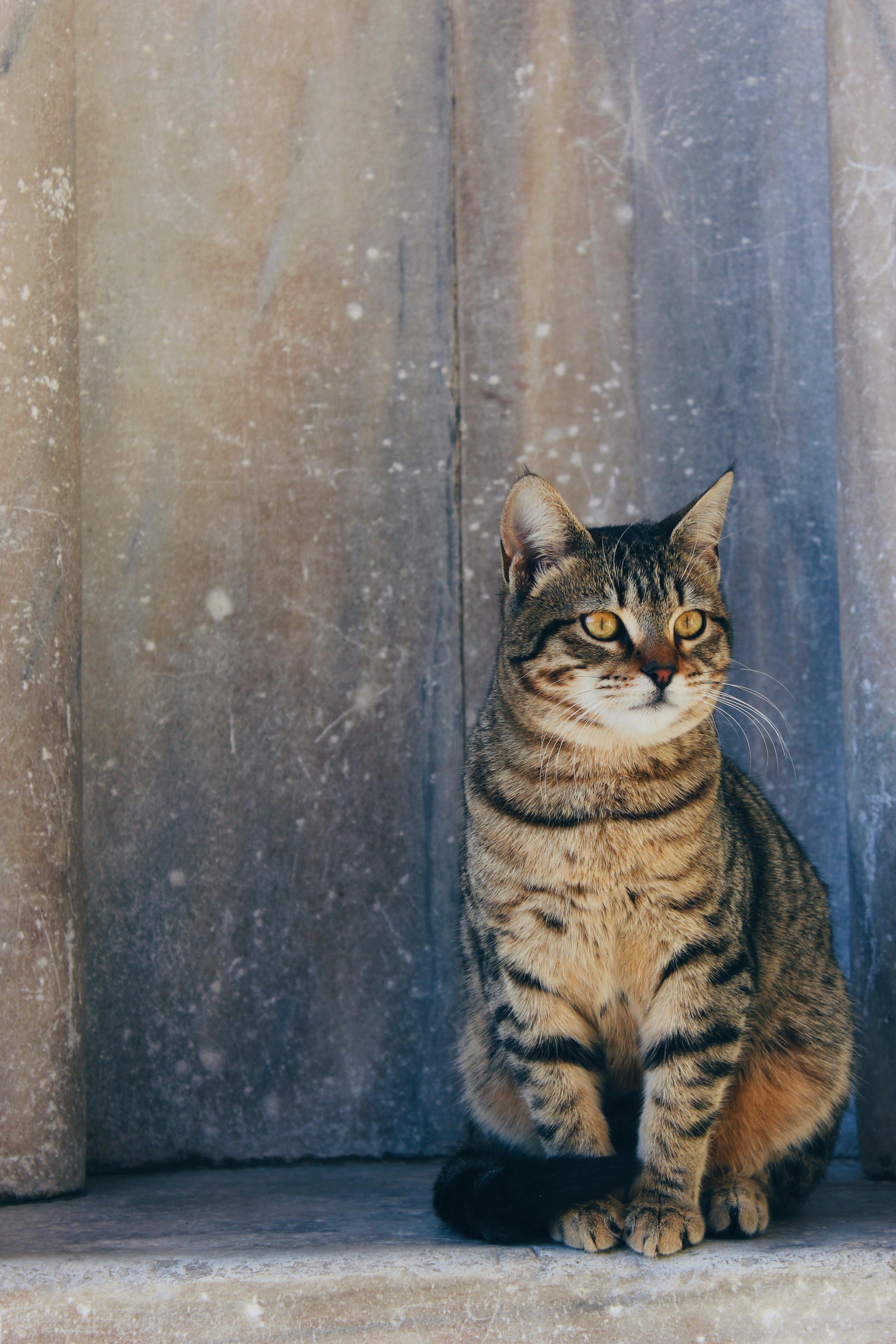 A Tabby Cat on the Ground · Free Stock Photo