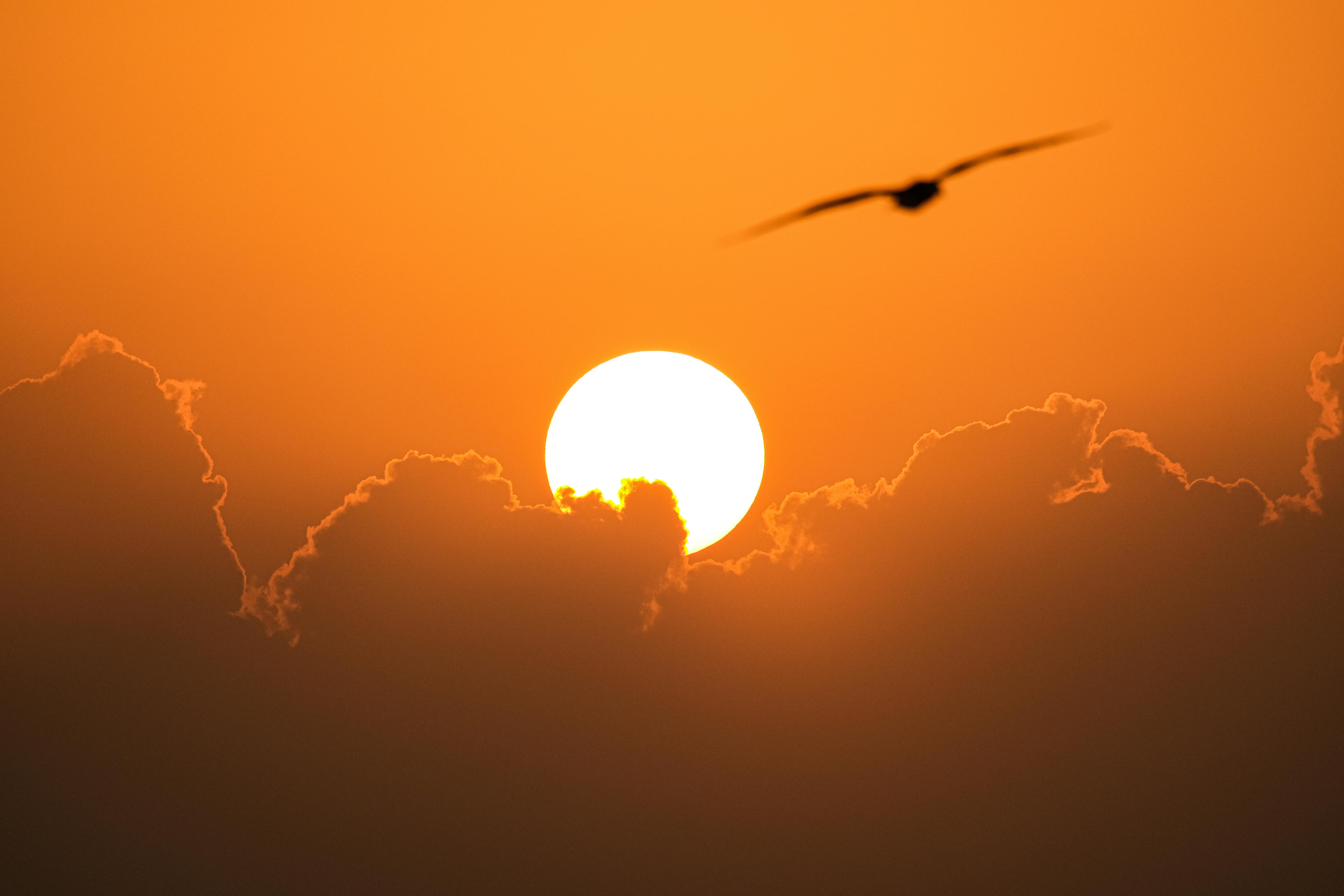 Flock of Birds Flying Under Sun and Clouds · Free Stock Photo