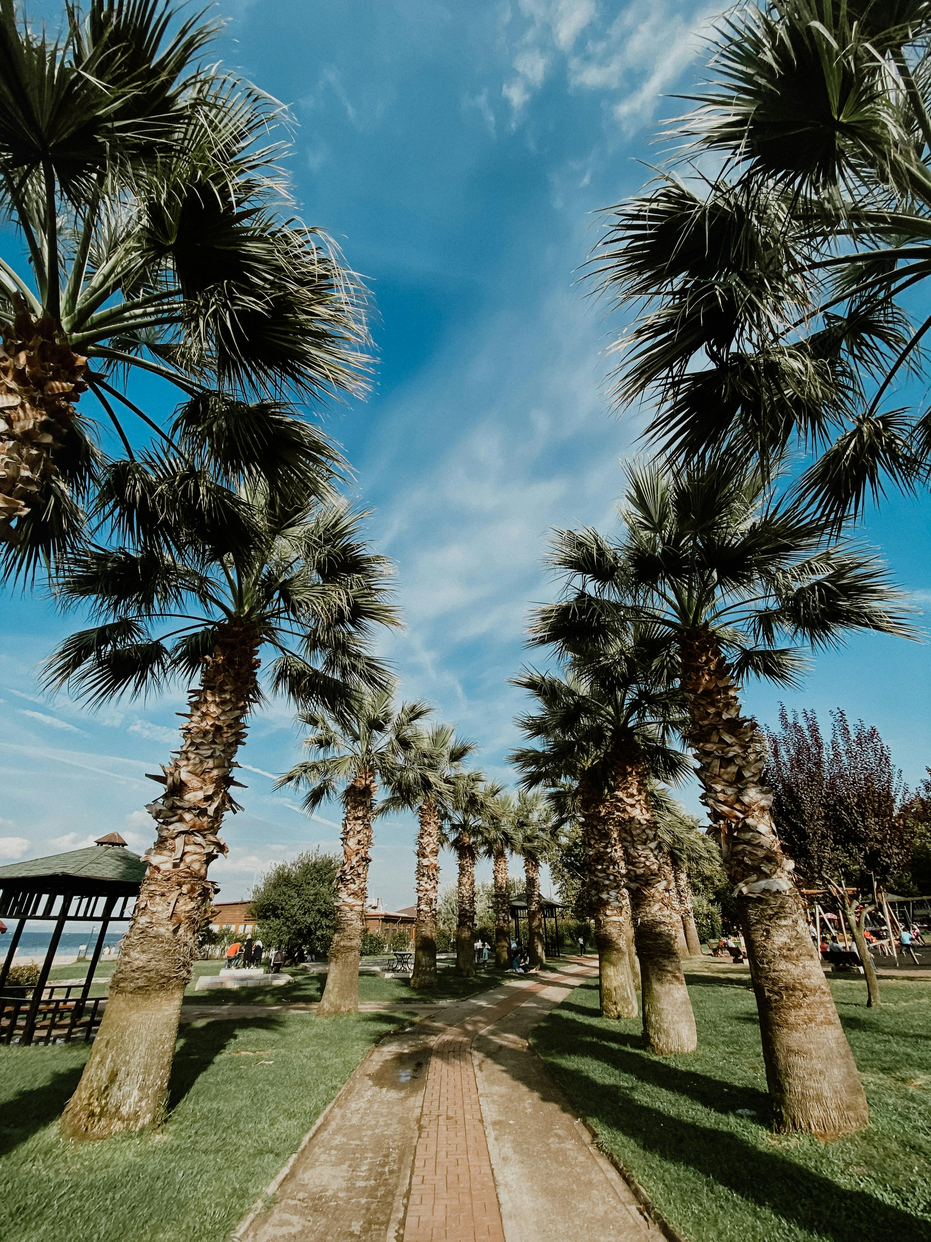 Pathway between Green Palm Trees · Free Stock Photo