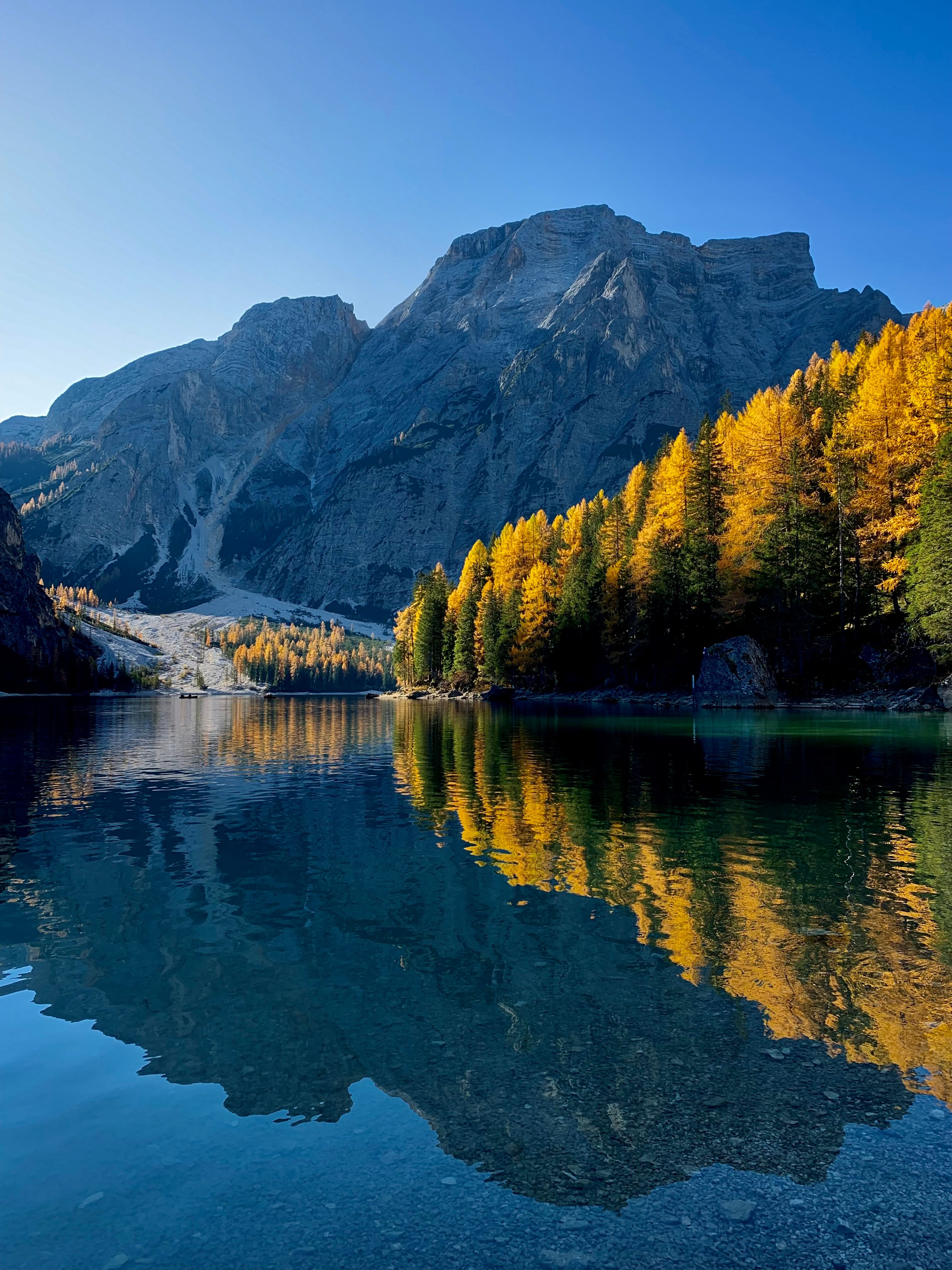Green Trees Near the Lake · Free Stock Photo