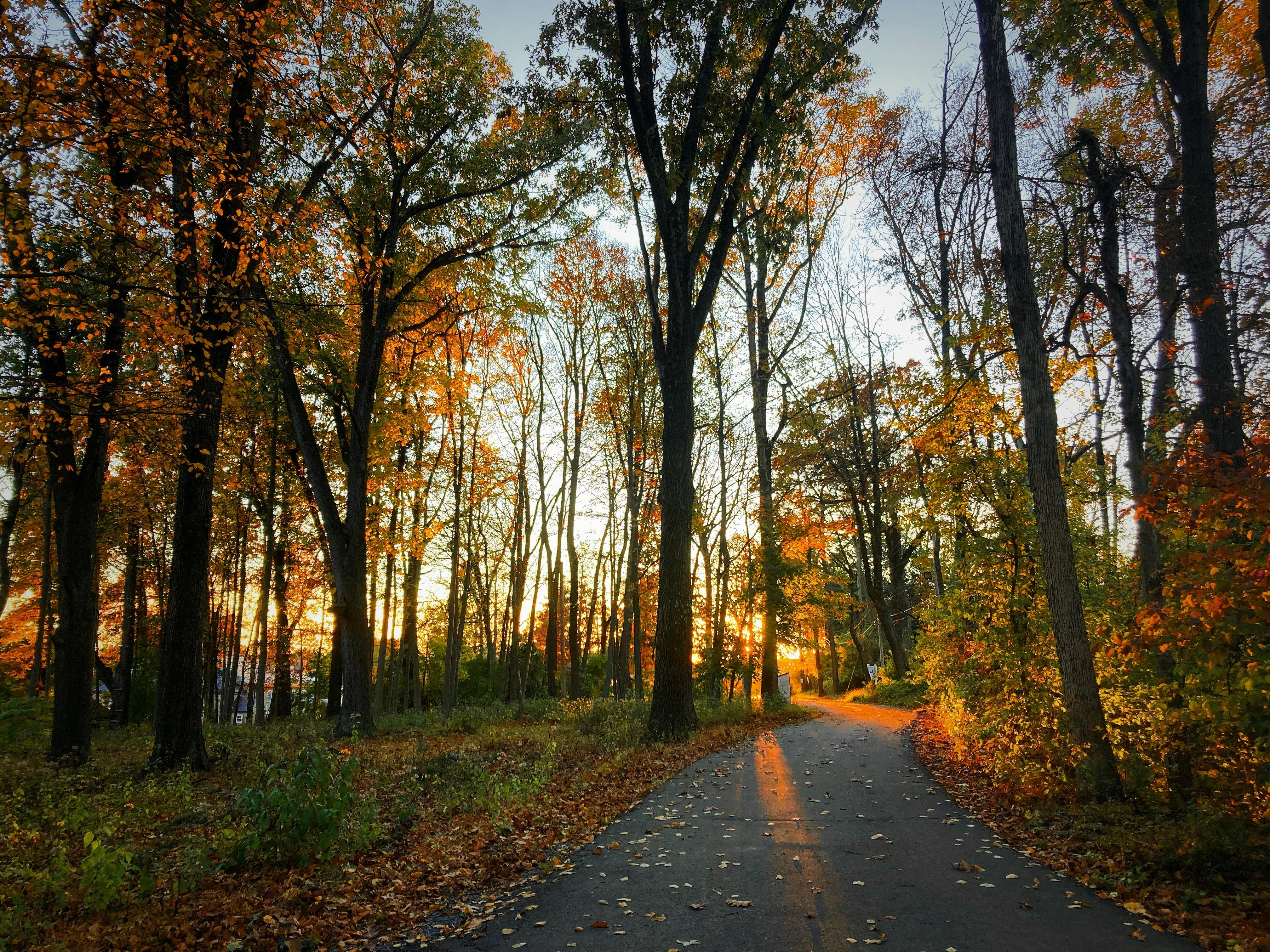 Nature · Pexels