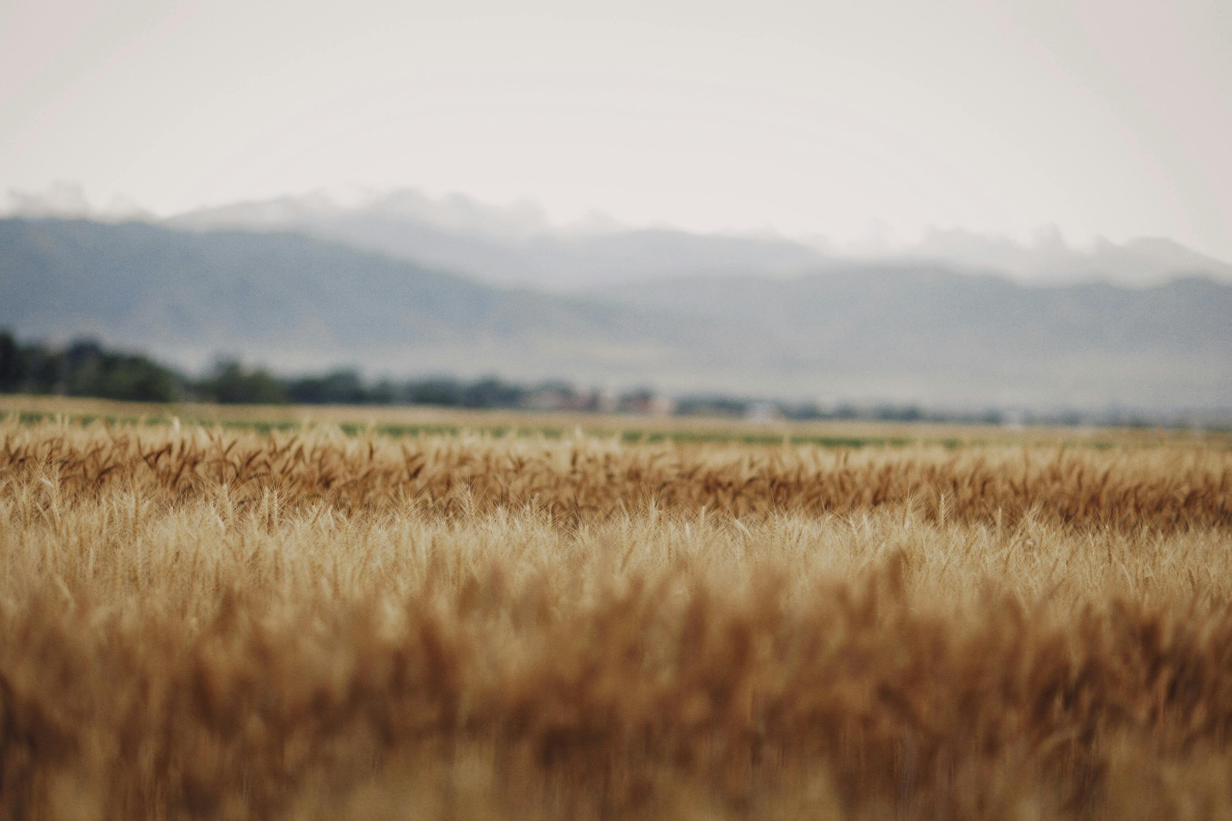 Brown Grass Field Near Mountain · Free Stock Photo