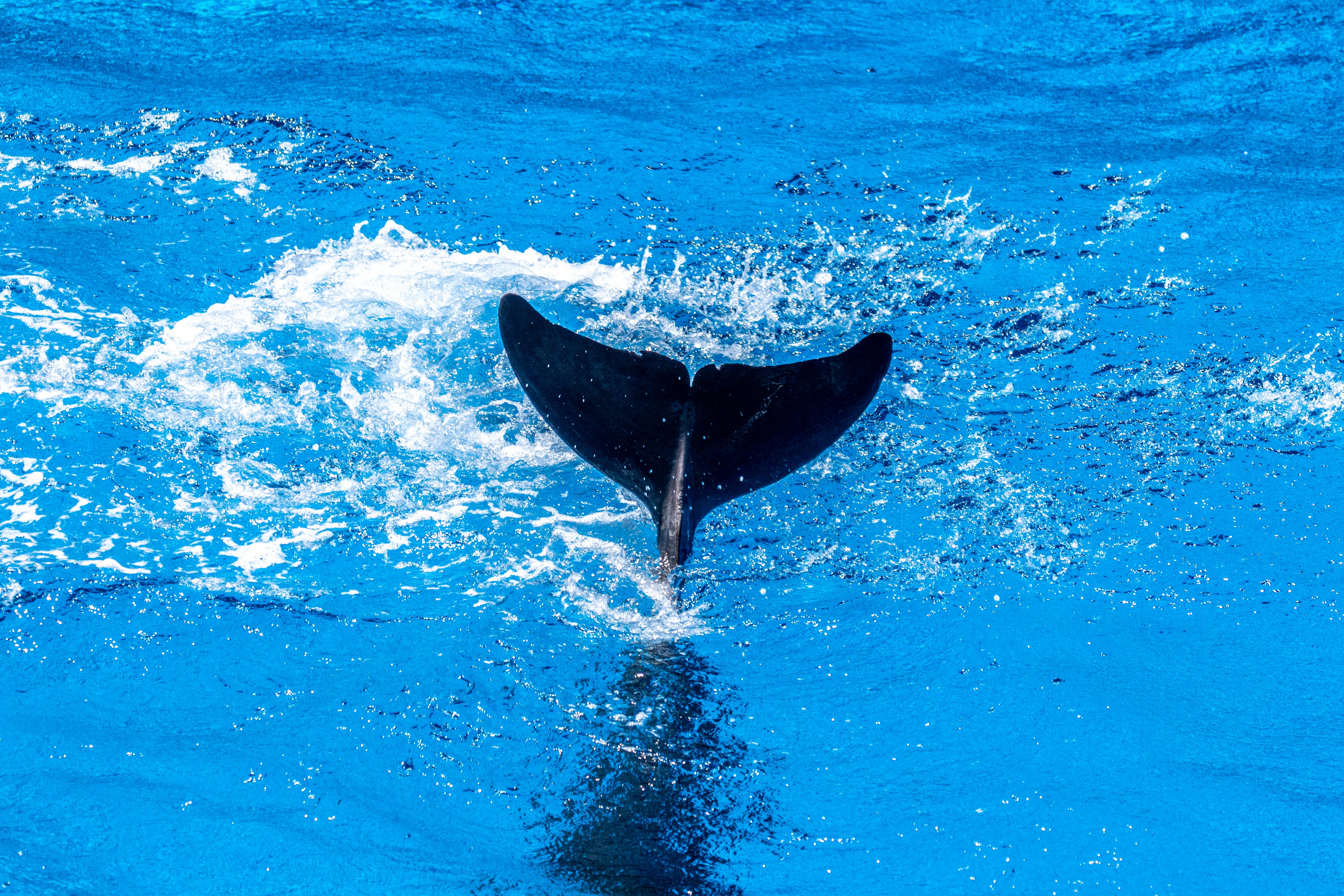 Dolphin's Tail on Water · Free Stock Photo